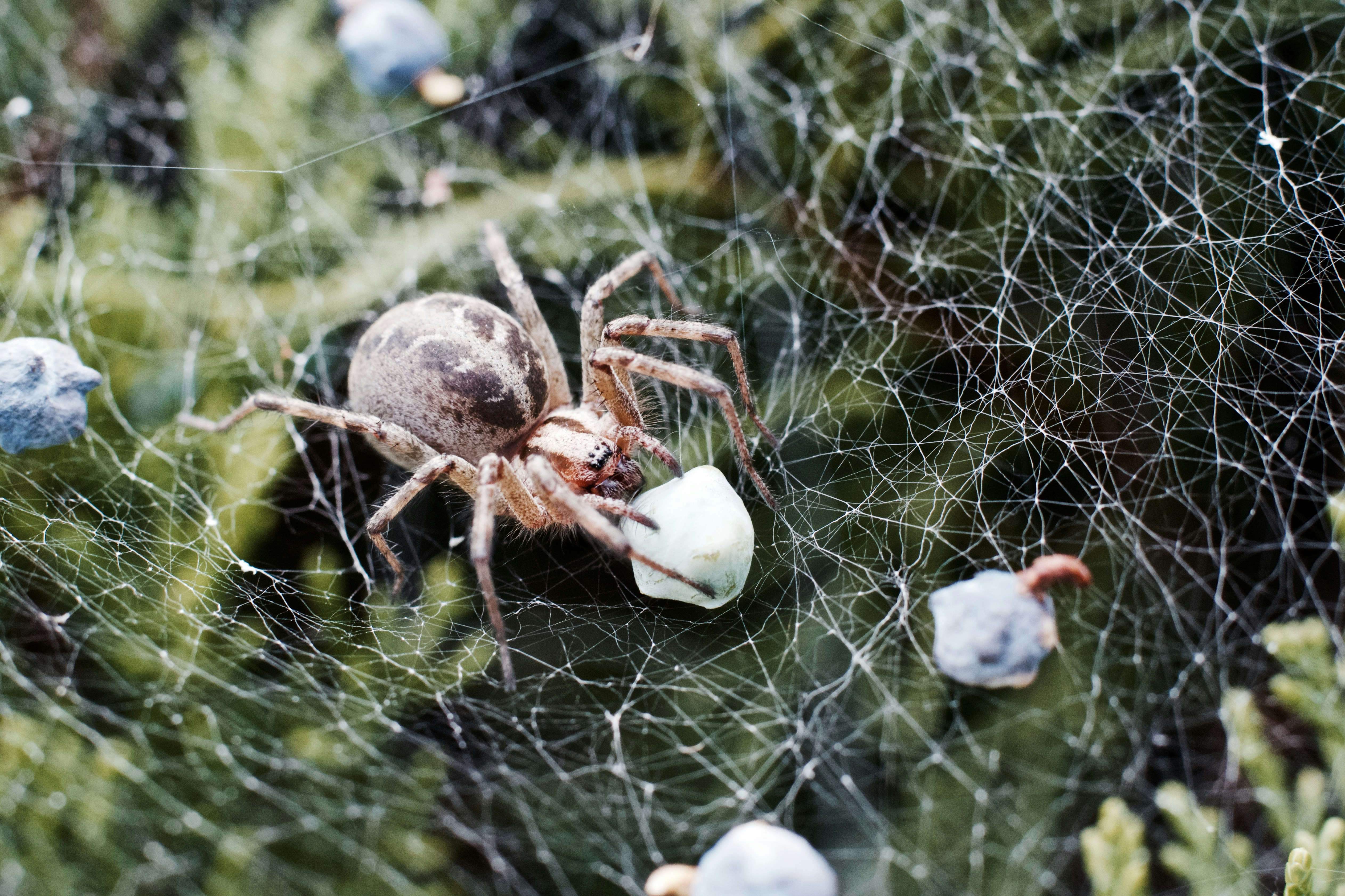 Silk Gridline Hunter: Garden Spider Cradles Its Prize