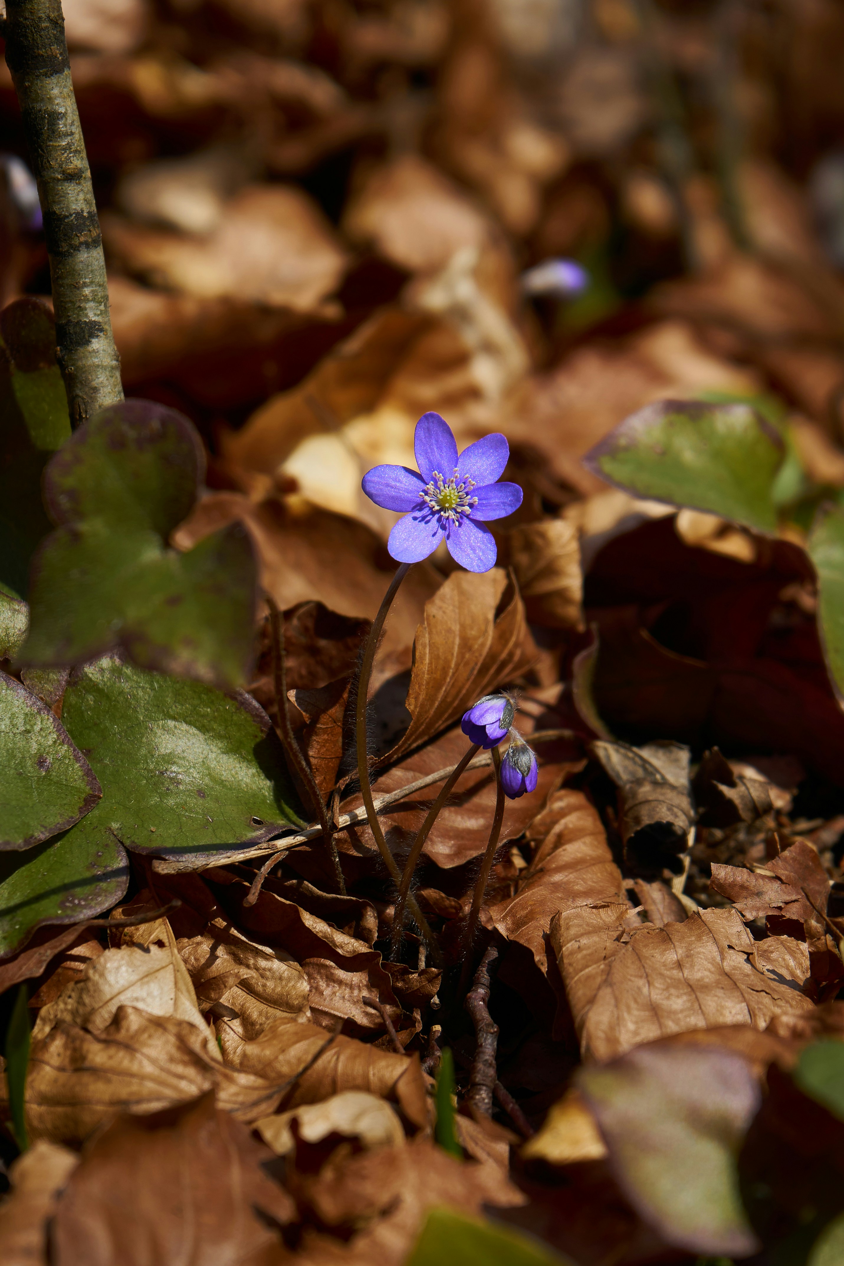 Delicate purple flowers rise amidst a carpet of autumn leaves, signaling the transition from winter to spring.