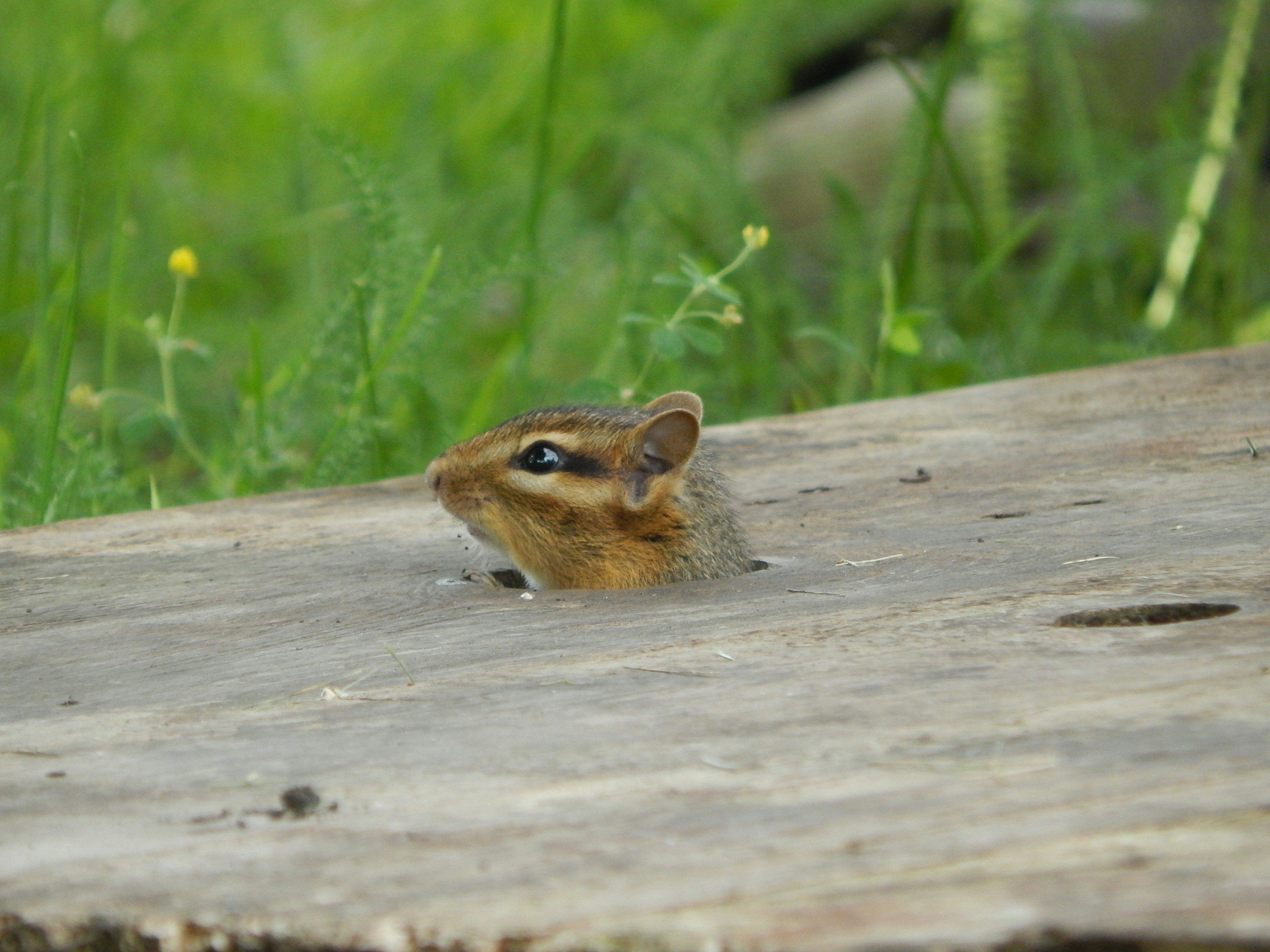 Edge of the Meadow: Chipmunk Peeks Over Weathered Wood