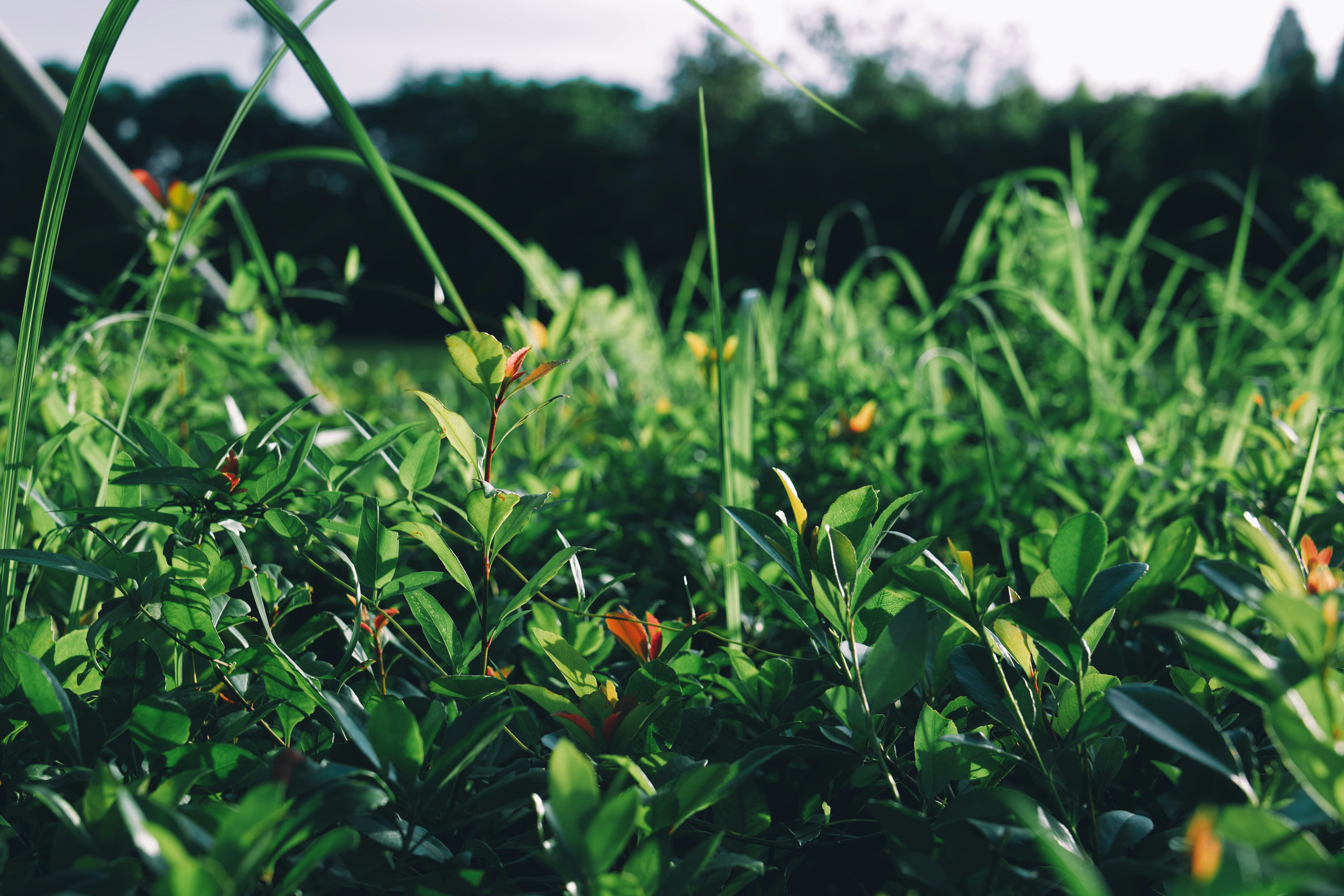 A field of plants photo – Free Luohu district Image on Unsplash