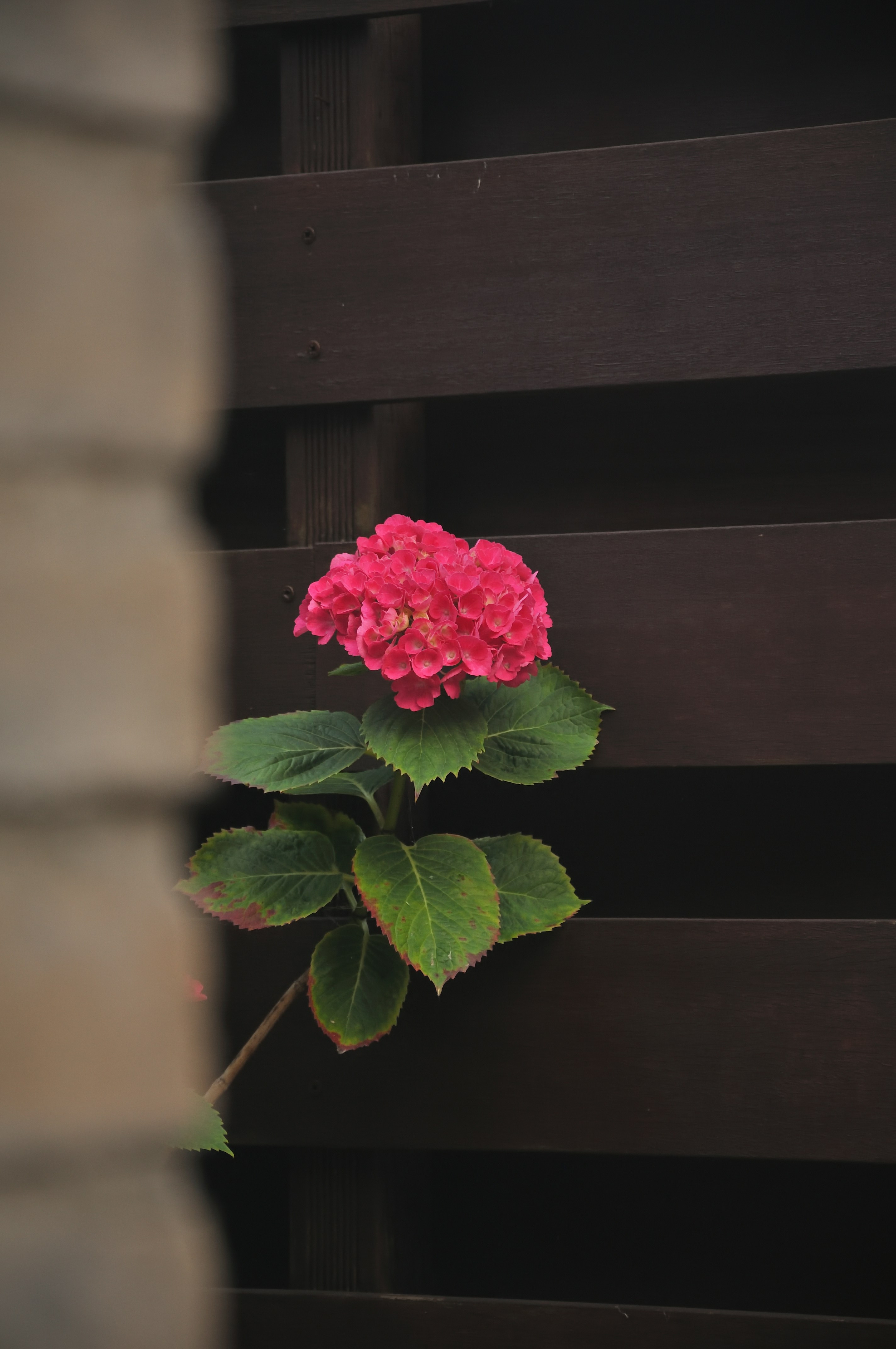 Pink Hydrangea Bloom Clinging to Shadowed Wooden Slats