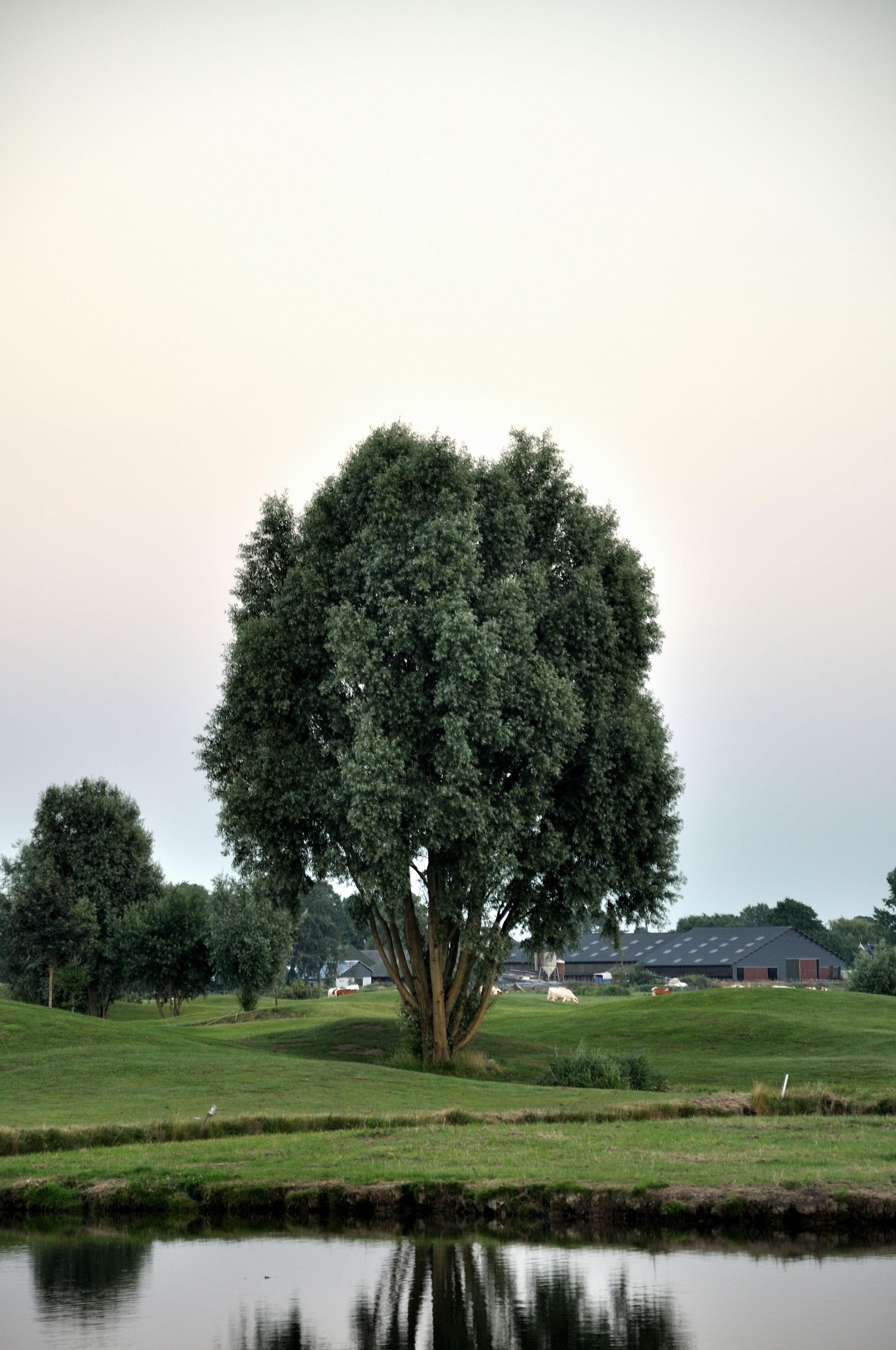 Solitary Sentinel: The Tree by the Water's Edge