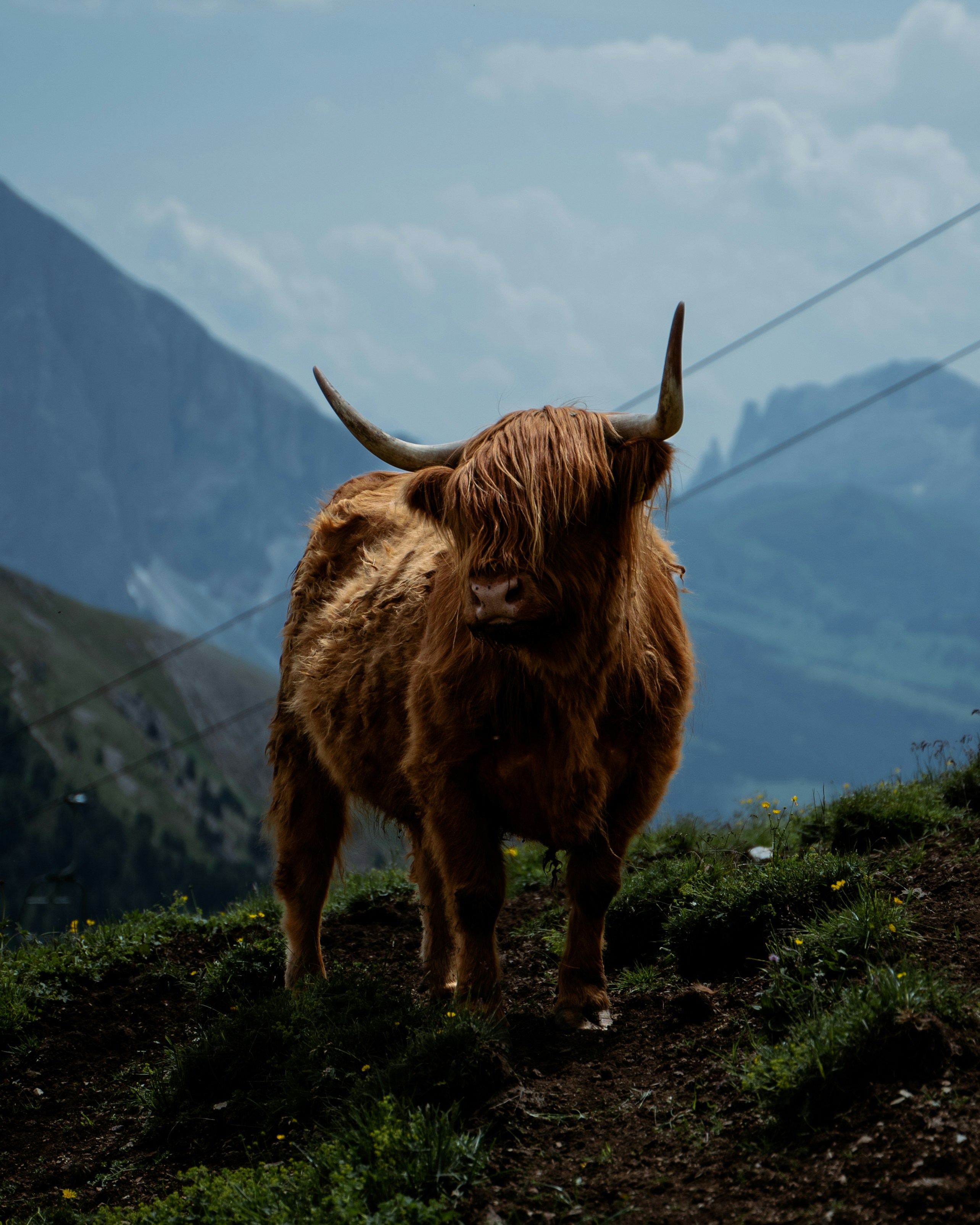 MOO-dy 