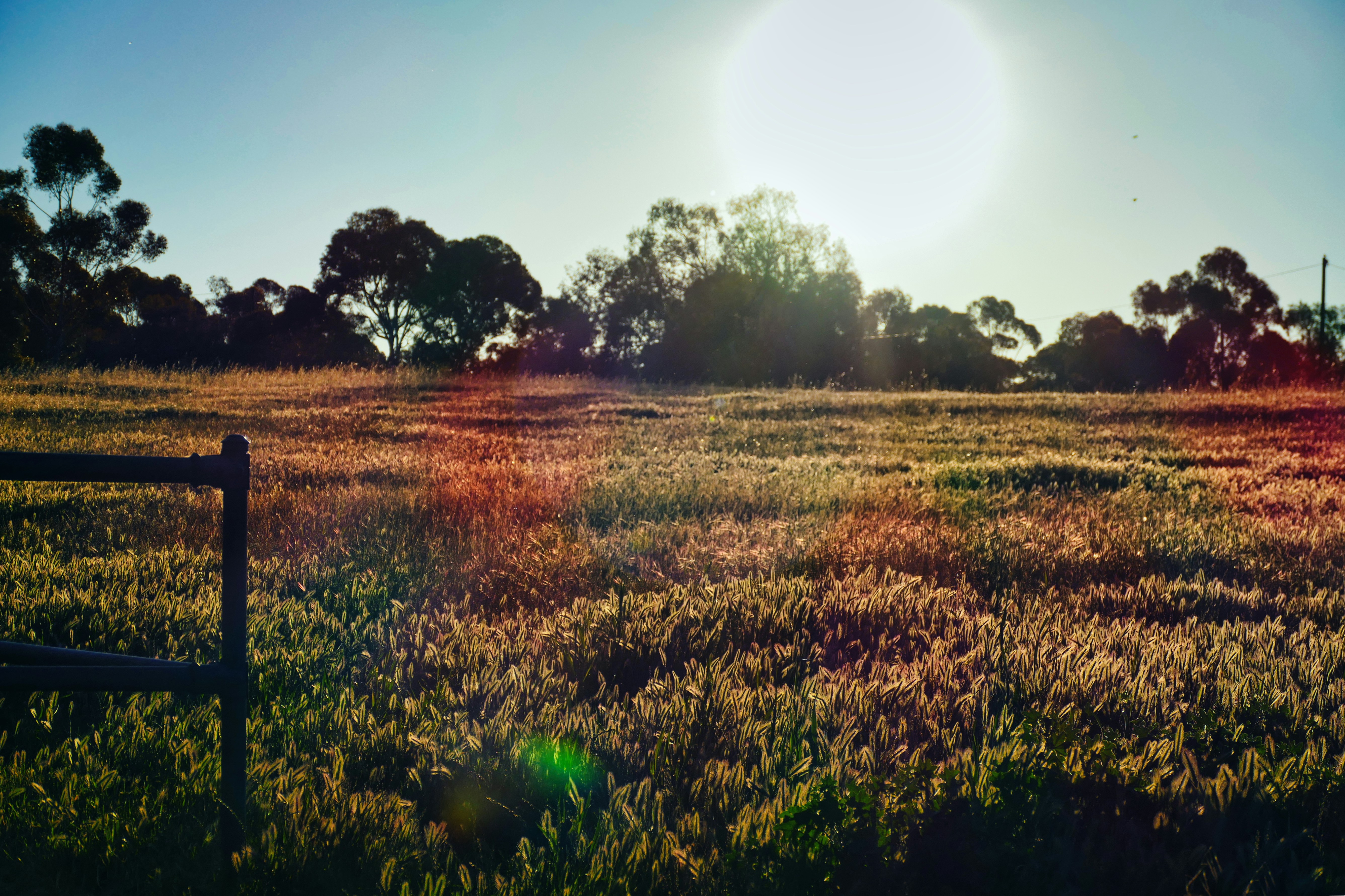 Golden Hour Prairie: Fence, Grass, and a Halo of Sun