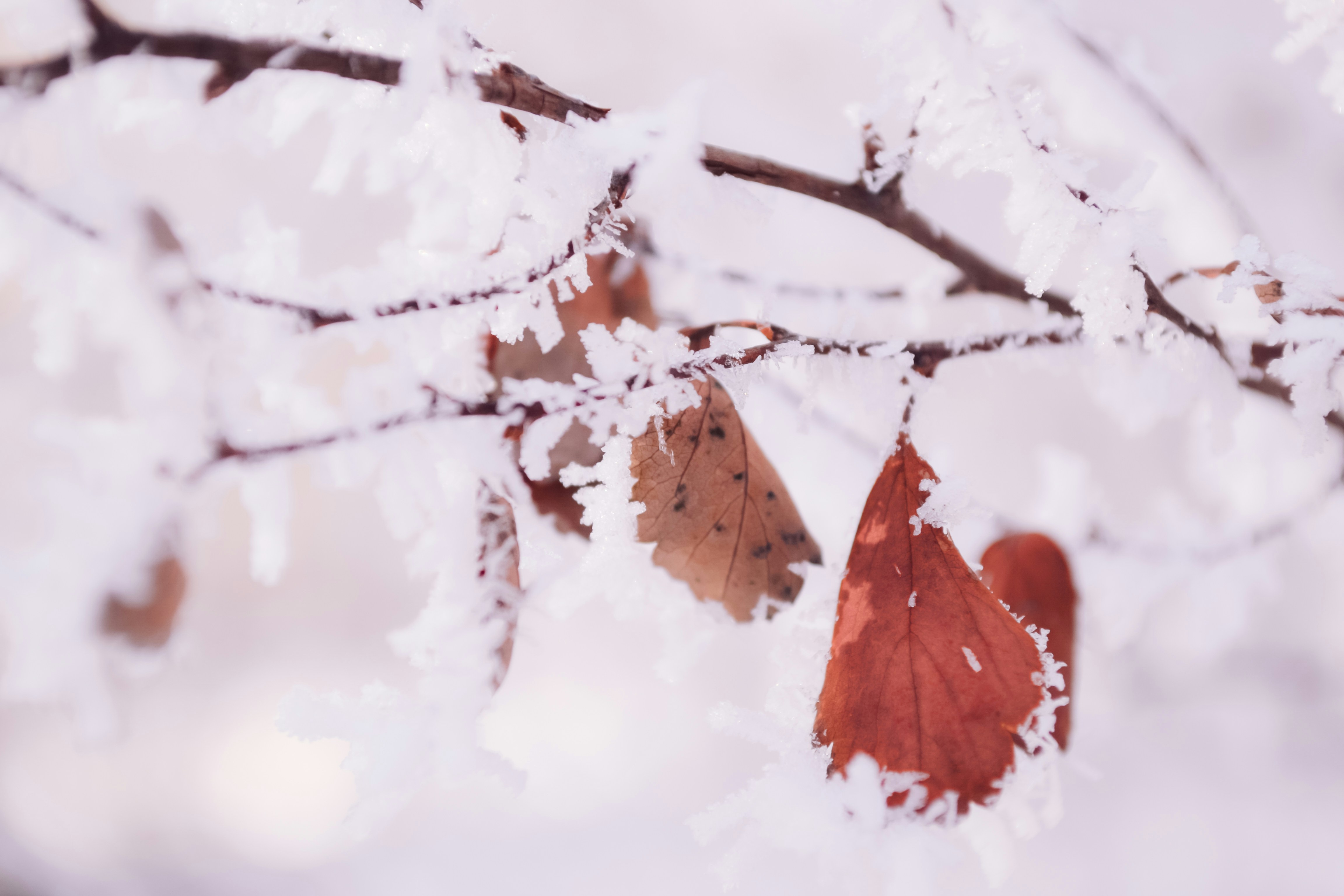 Frost-covered leaves cling to a branch, surrounded by a delicate layer of snow, evoking the quiet beauty of winter's embrace.