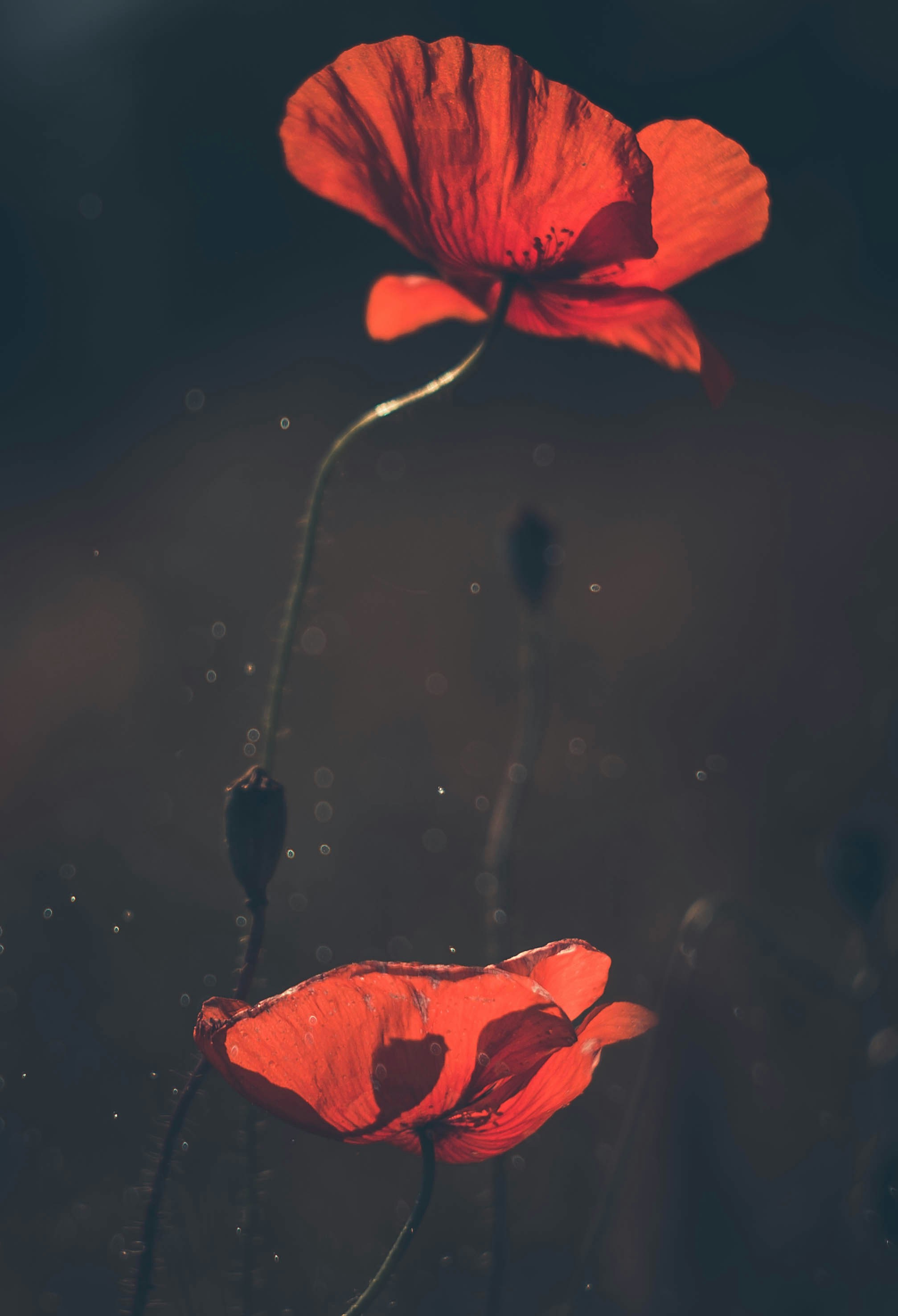 Crimson Poppies in a Velvet Field of Dusk