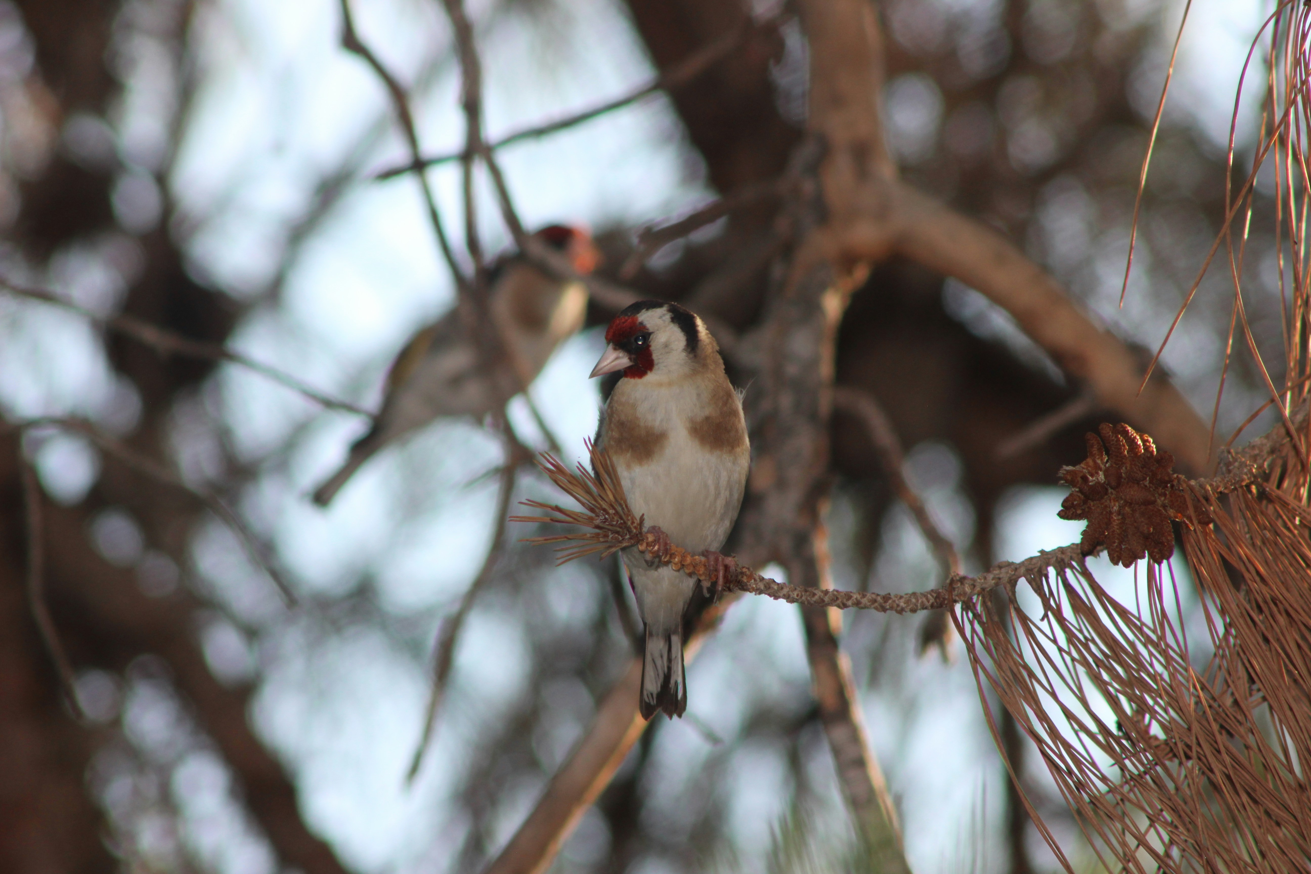 Chirping Companions Amidst Woodland Twigs