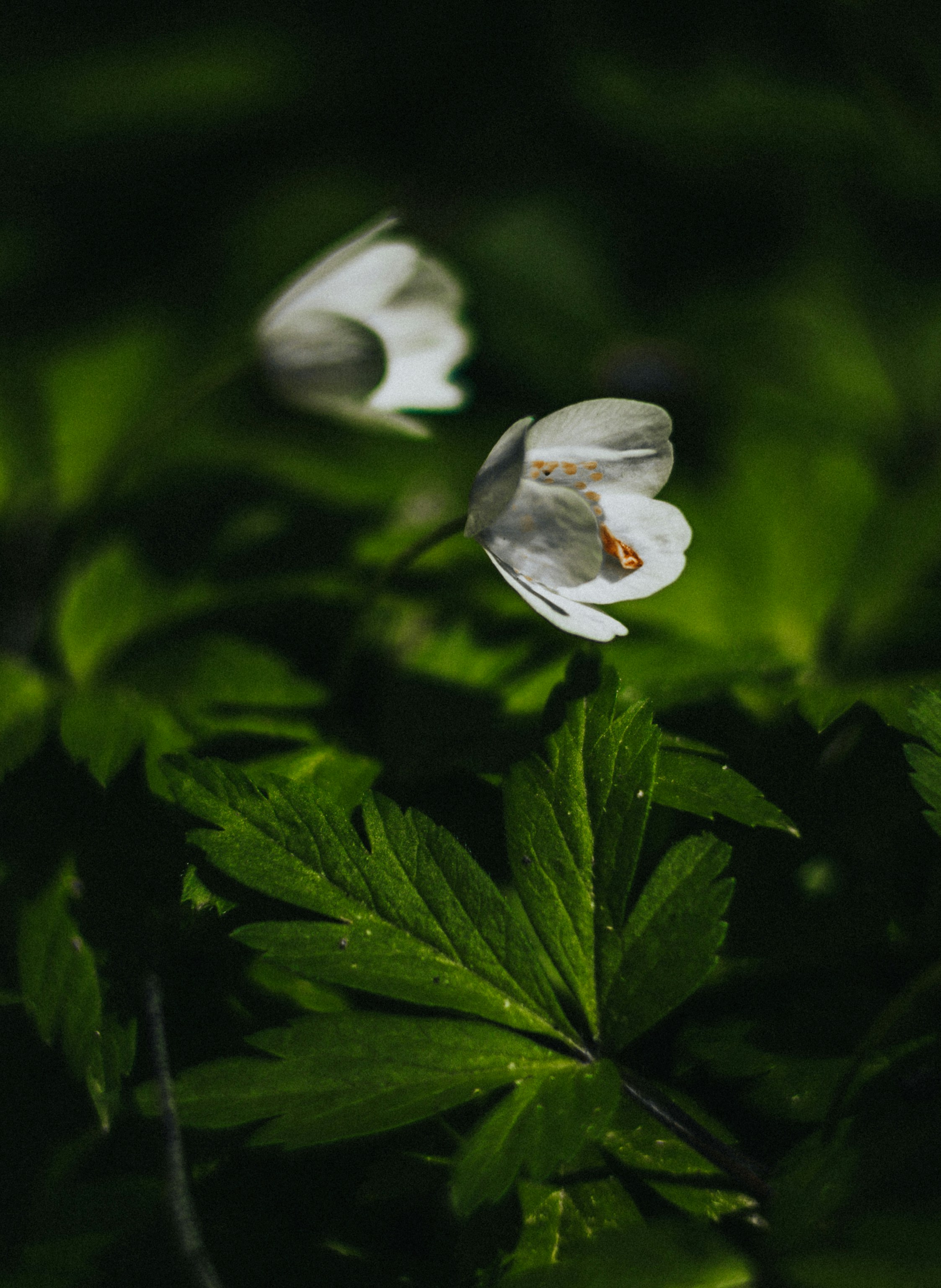 Whispering White Bloom Among Deep Green Veins