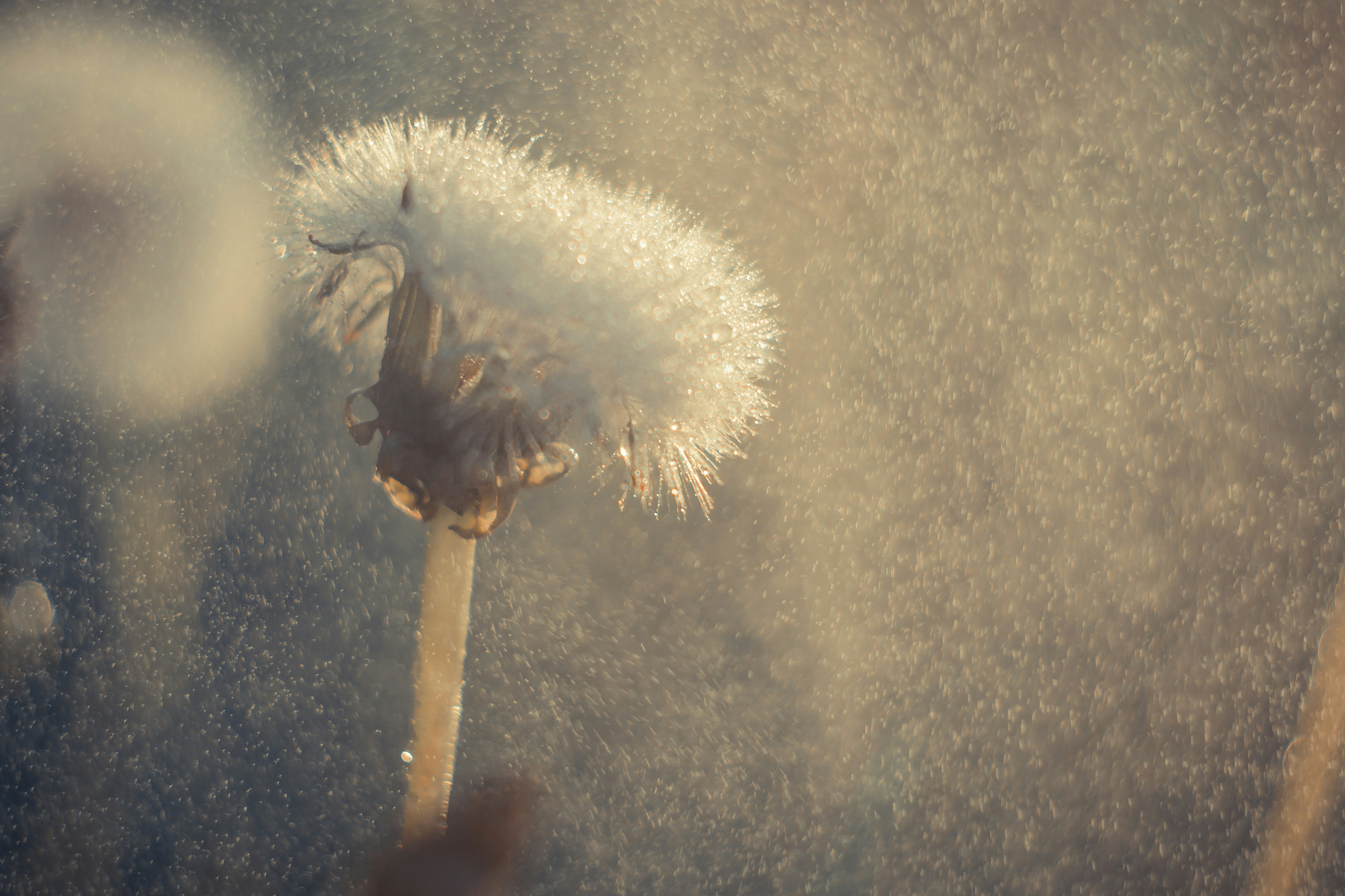 Gossamer Dandelion in Golden Dawn