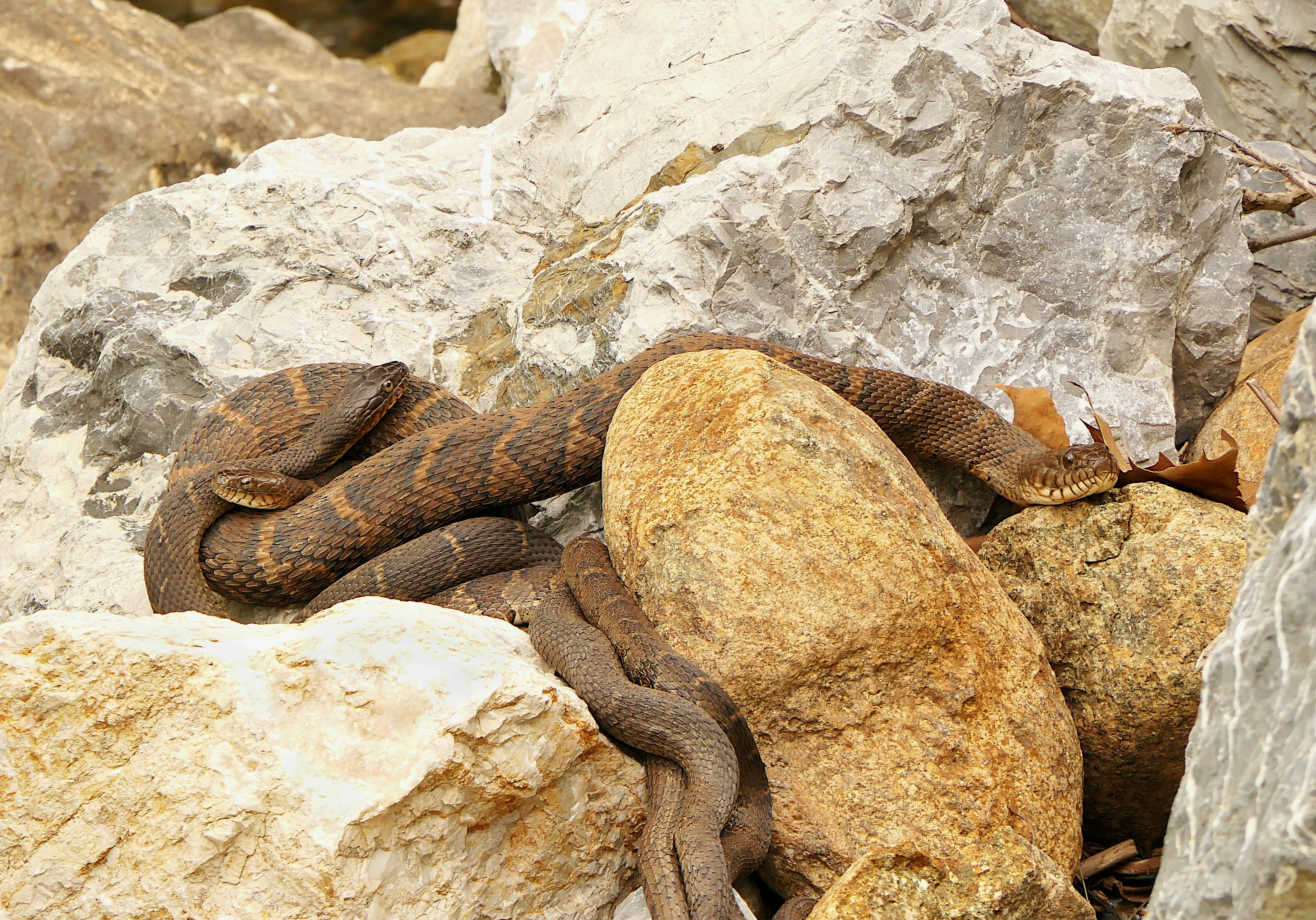Coiled in the Quarry: A Desert Snake Weaving Through Granite