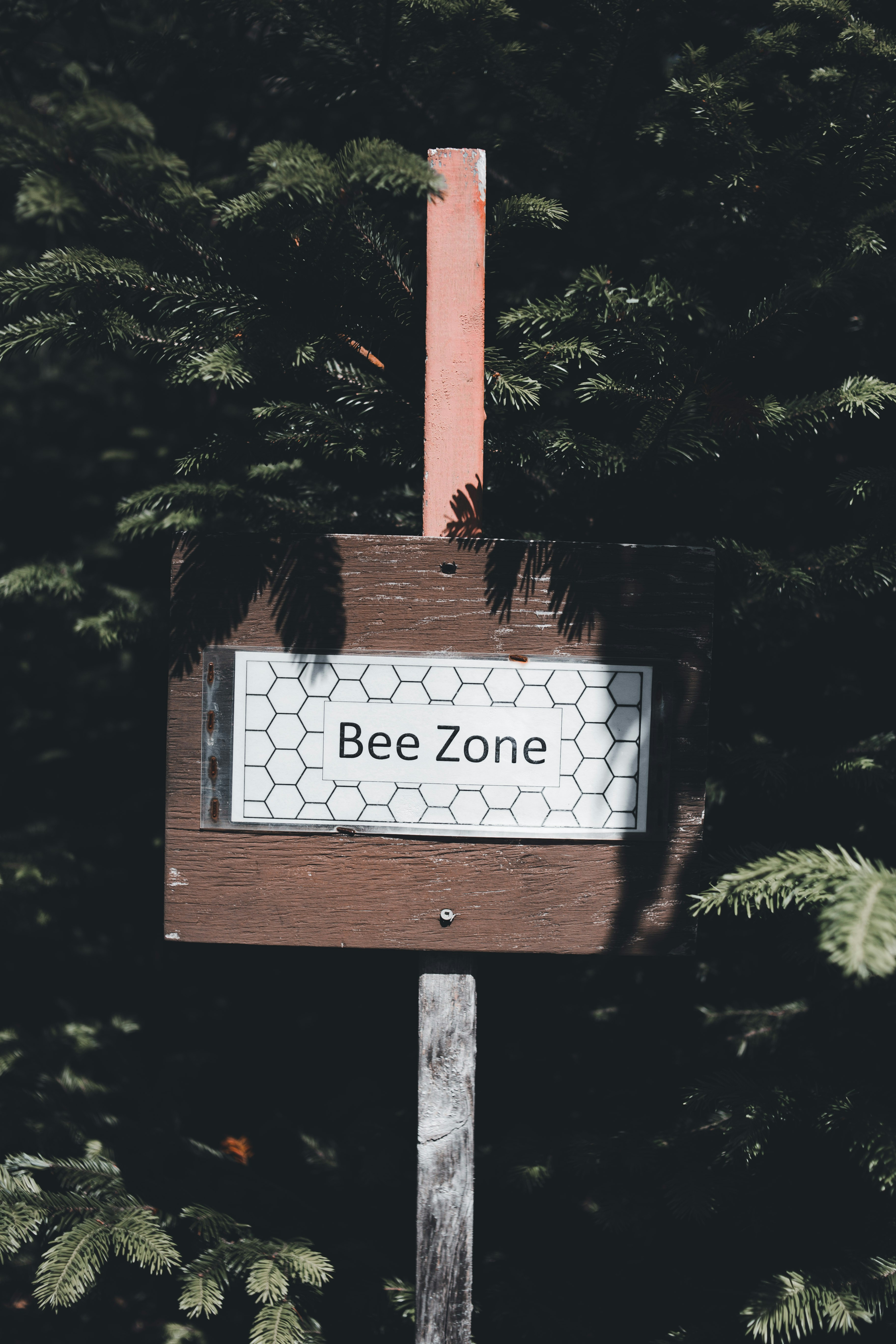 Bee Zone Sign Framed by Shadowed Pines
