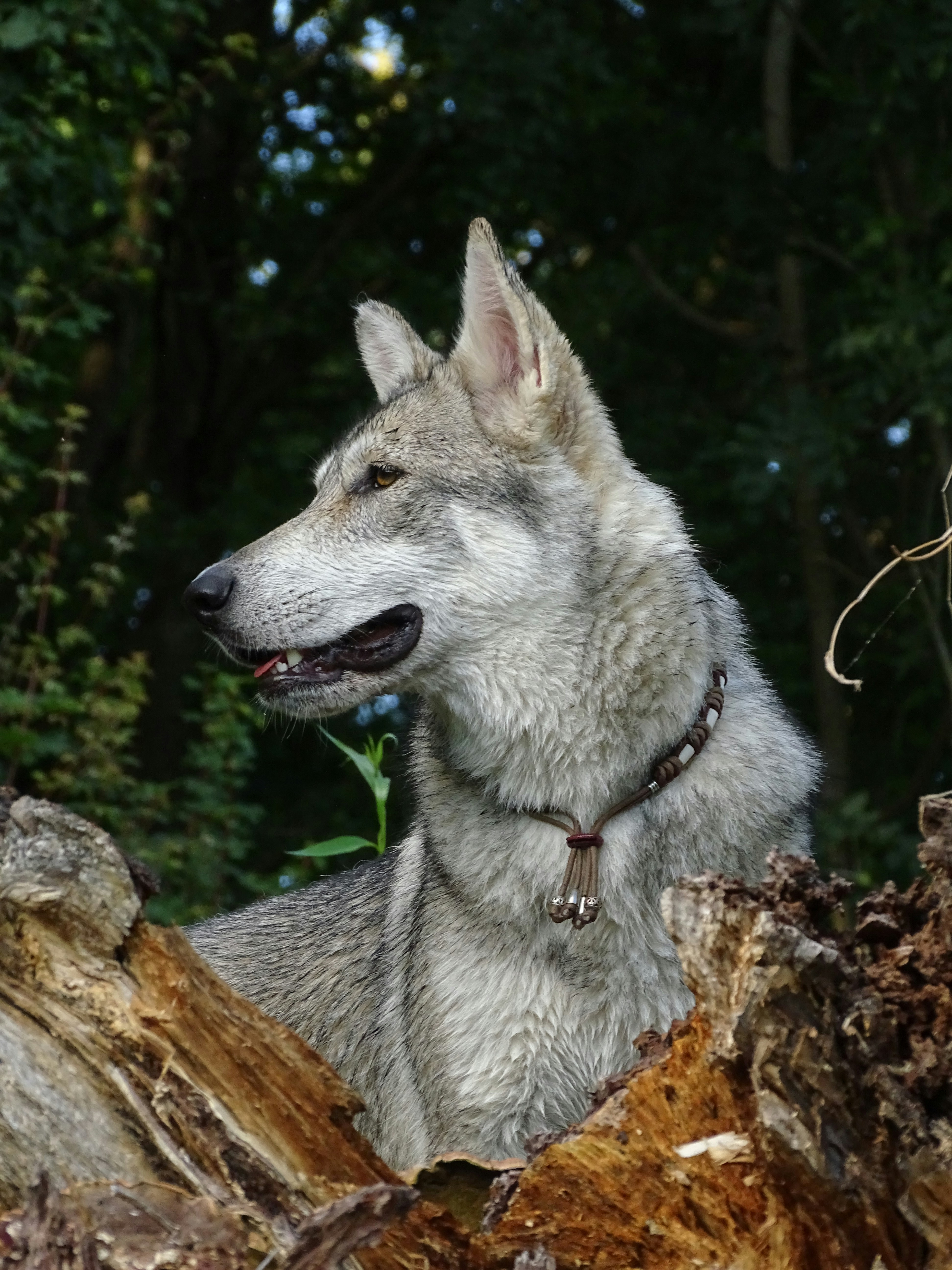 Foto Un lobo sentado en un tronco – Imagen Lobo gratis en Unsplash