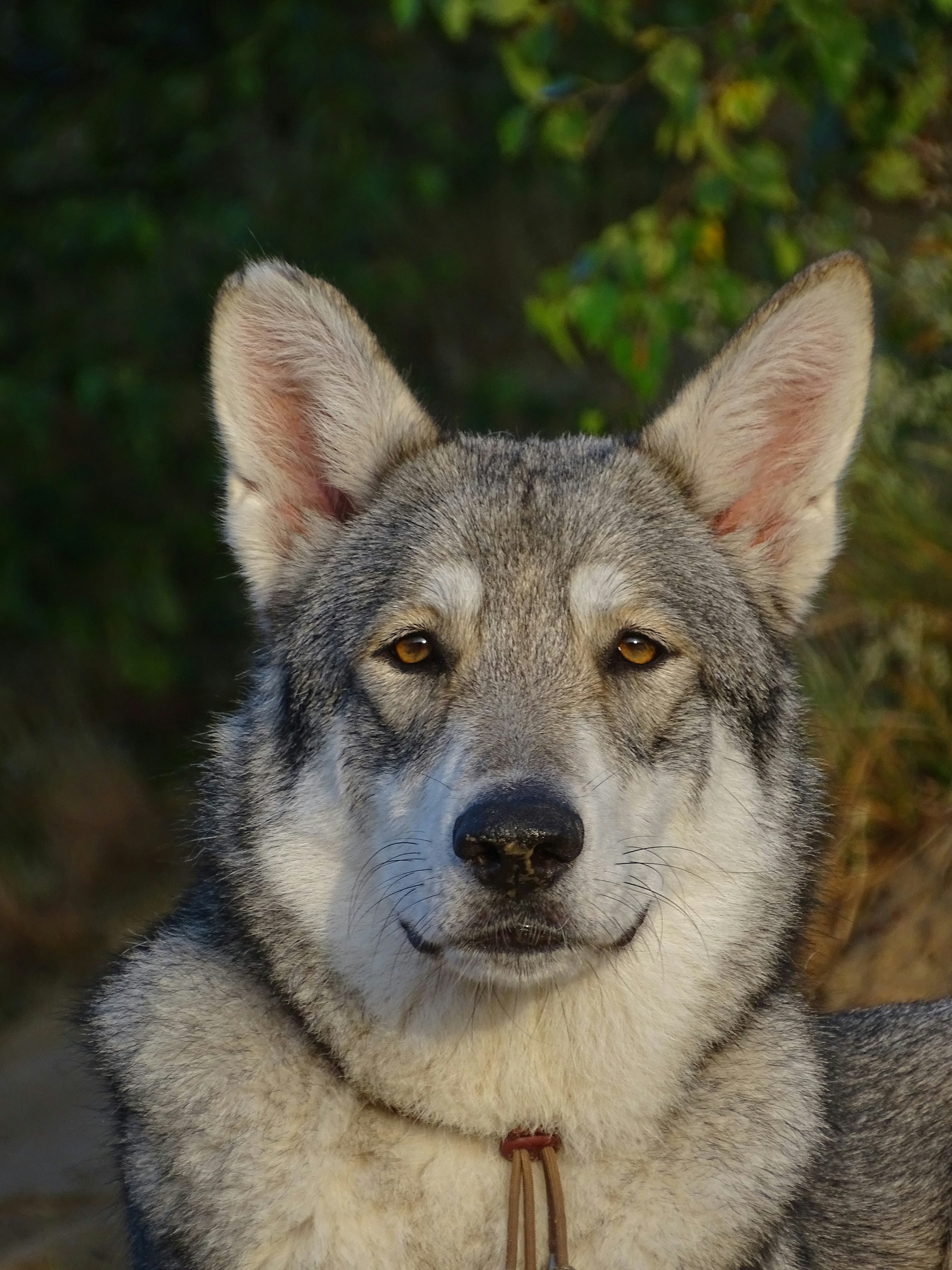 A wolf with a red collar photo – Free Wolf Image on Unsplash