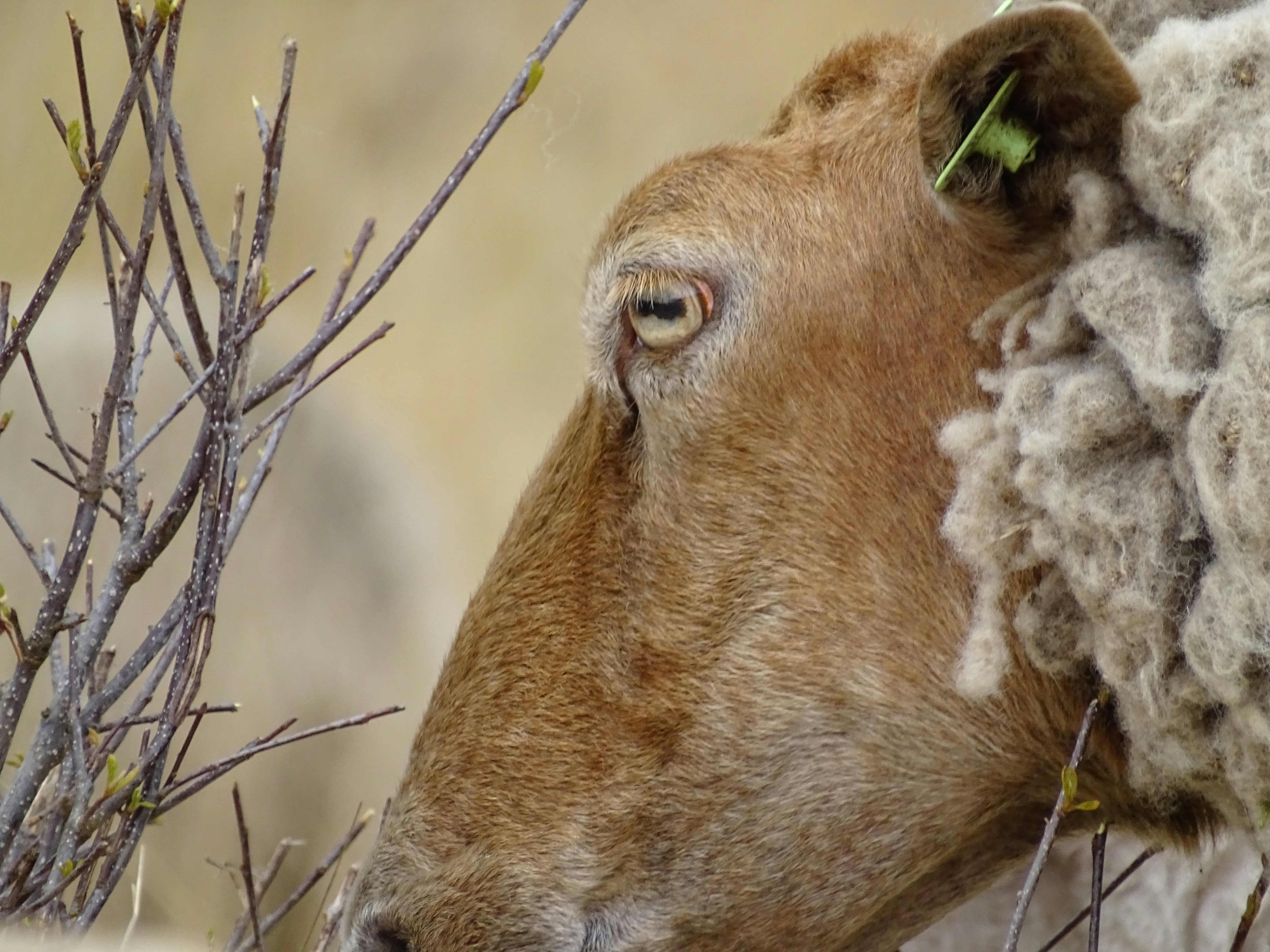 Close-up of a sheep's face, highlighting its textured wool and inquisitive gaze while surrounded by sparse vegetation.