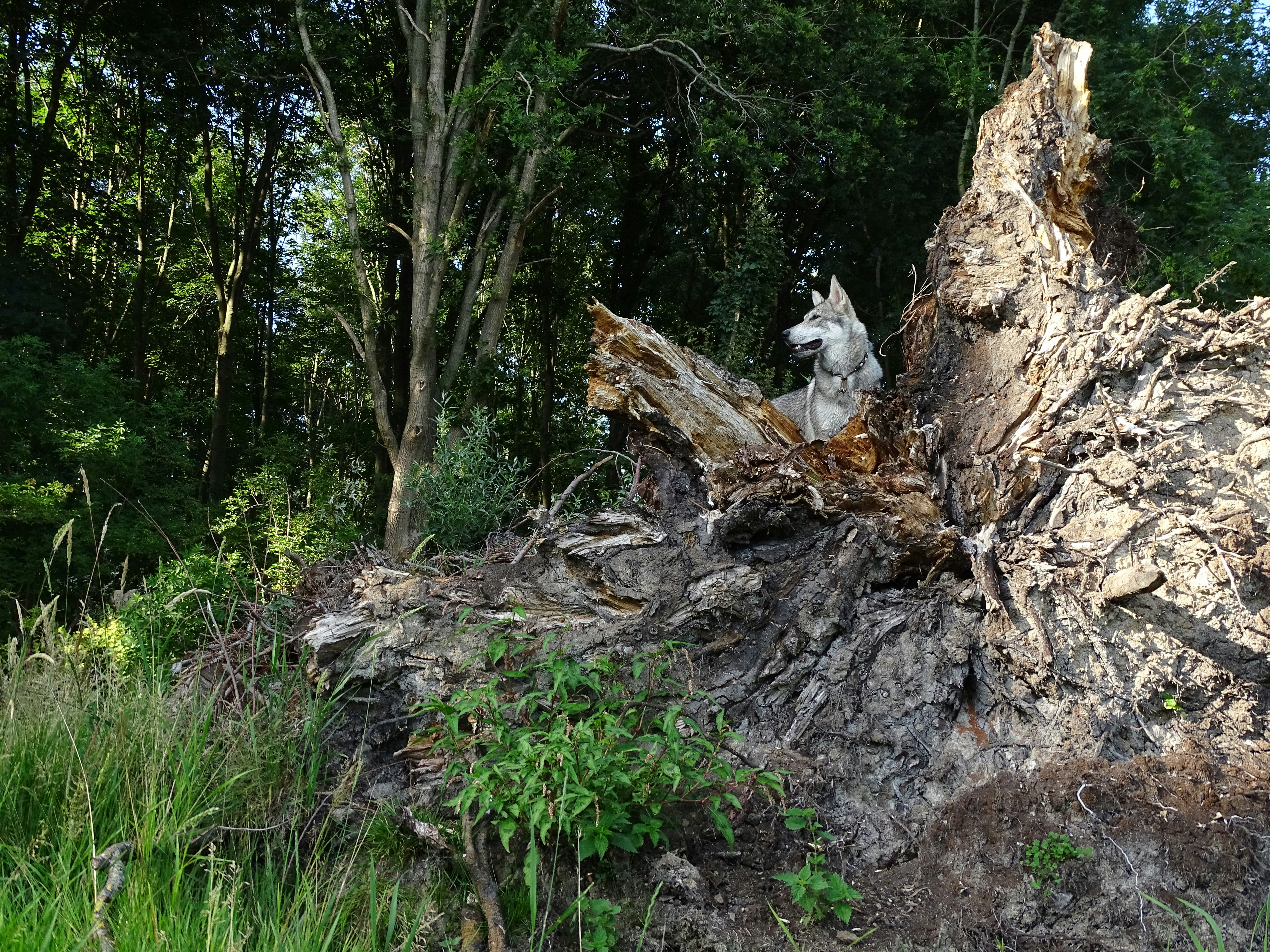 A tree stump with a skull on it photo – Free Dog in nature Image on ...