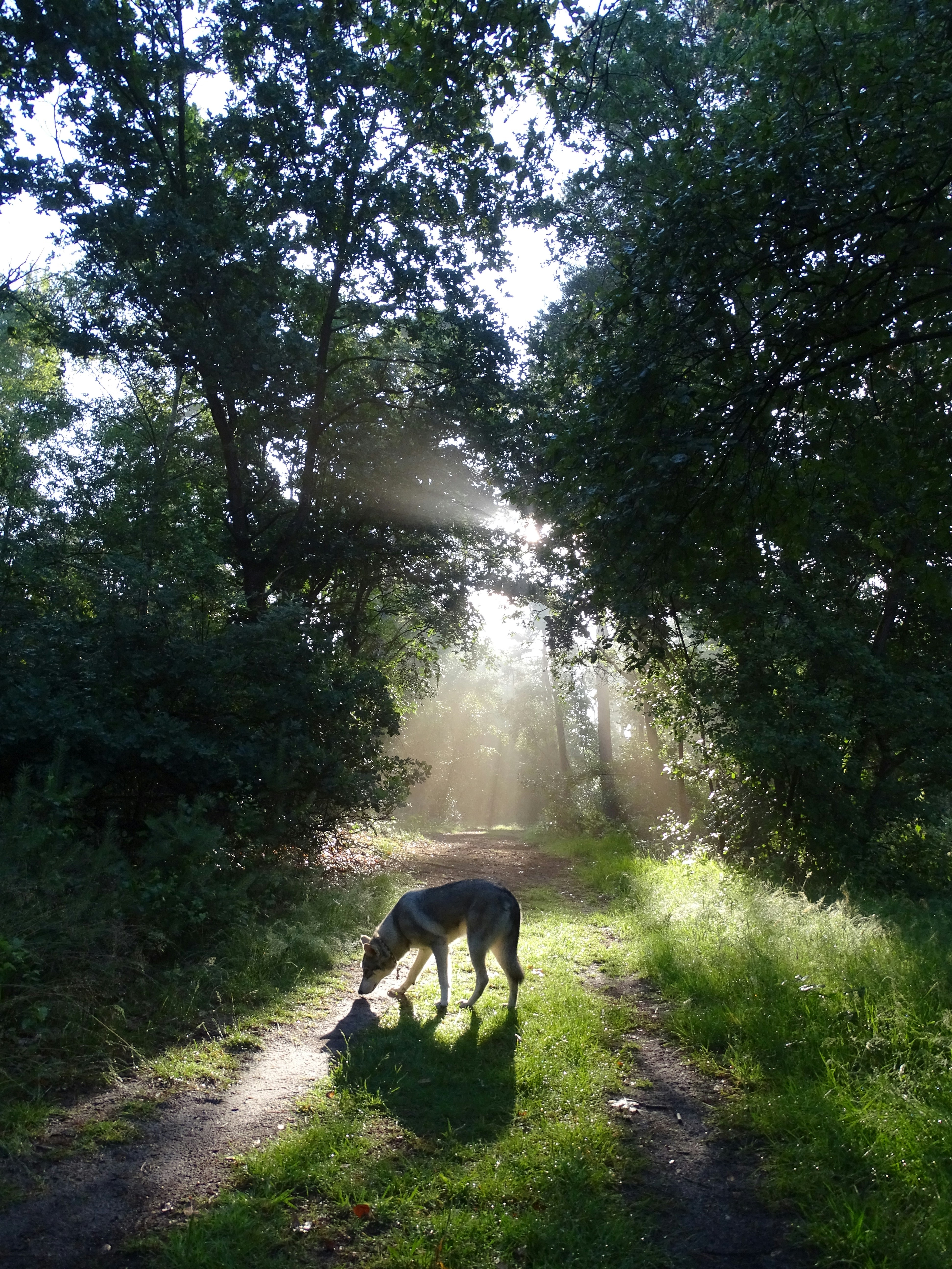 Sunlit Woods trail with a grazing dog in dappled beams