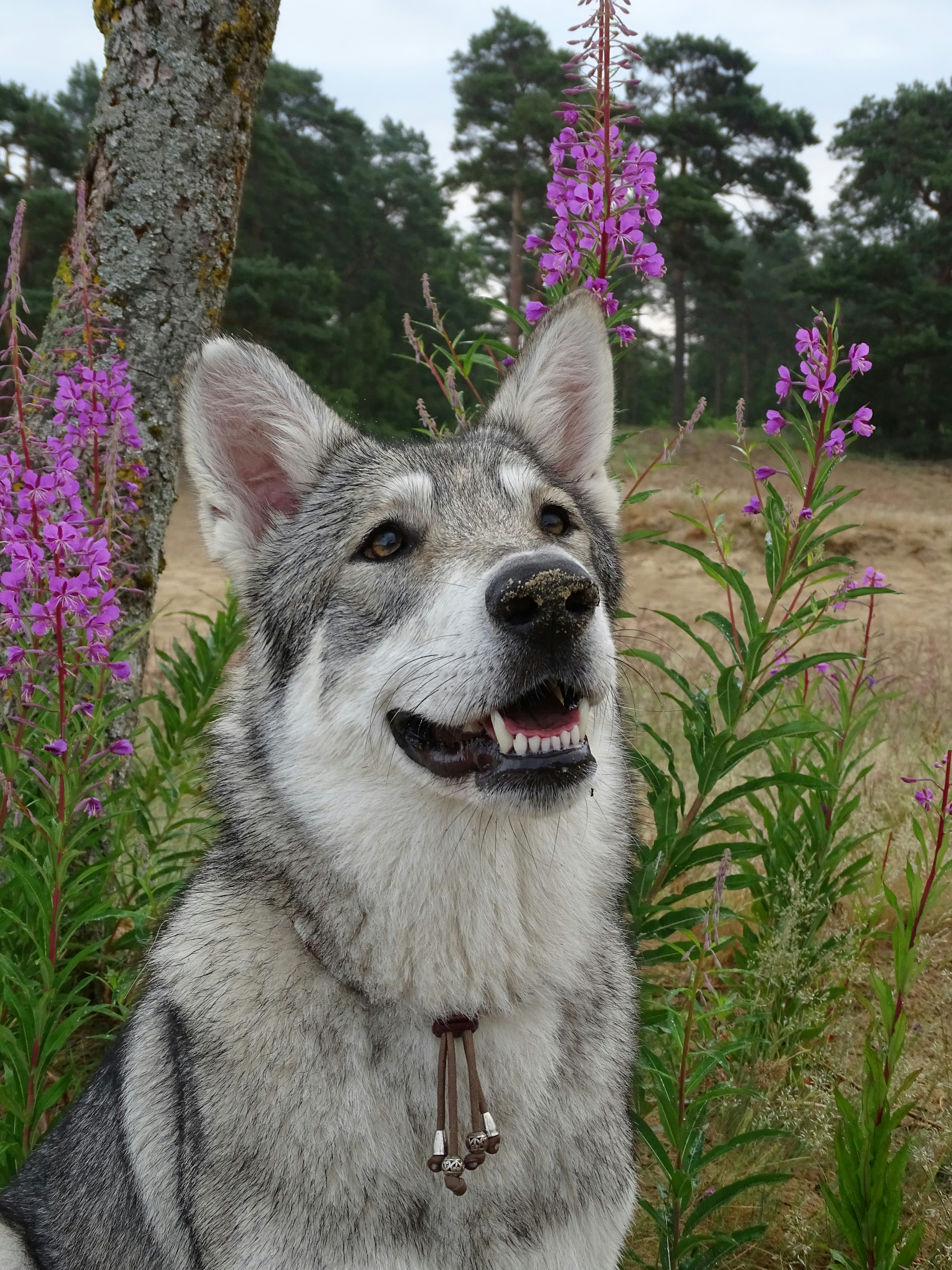 A wolf-like dog poses gracefully among vibrant pink flowers in a serene landscape.