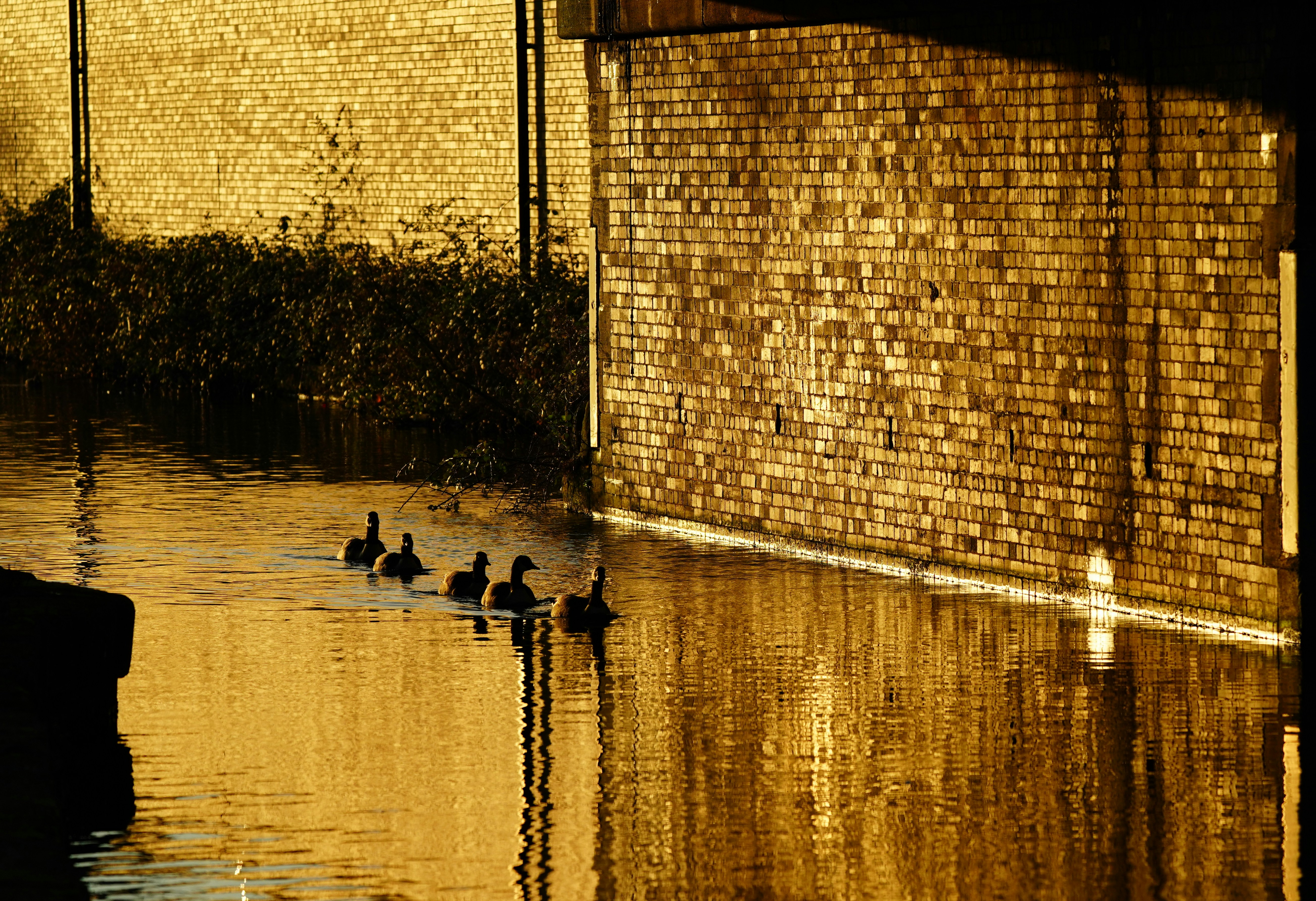 Amber Dusk by the Canalside: Ducks Glide Beneath a Brick Wall