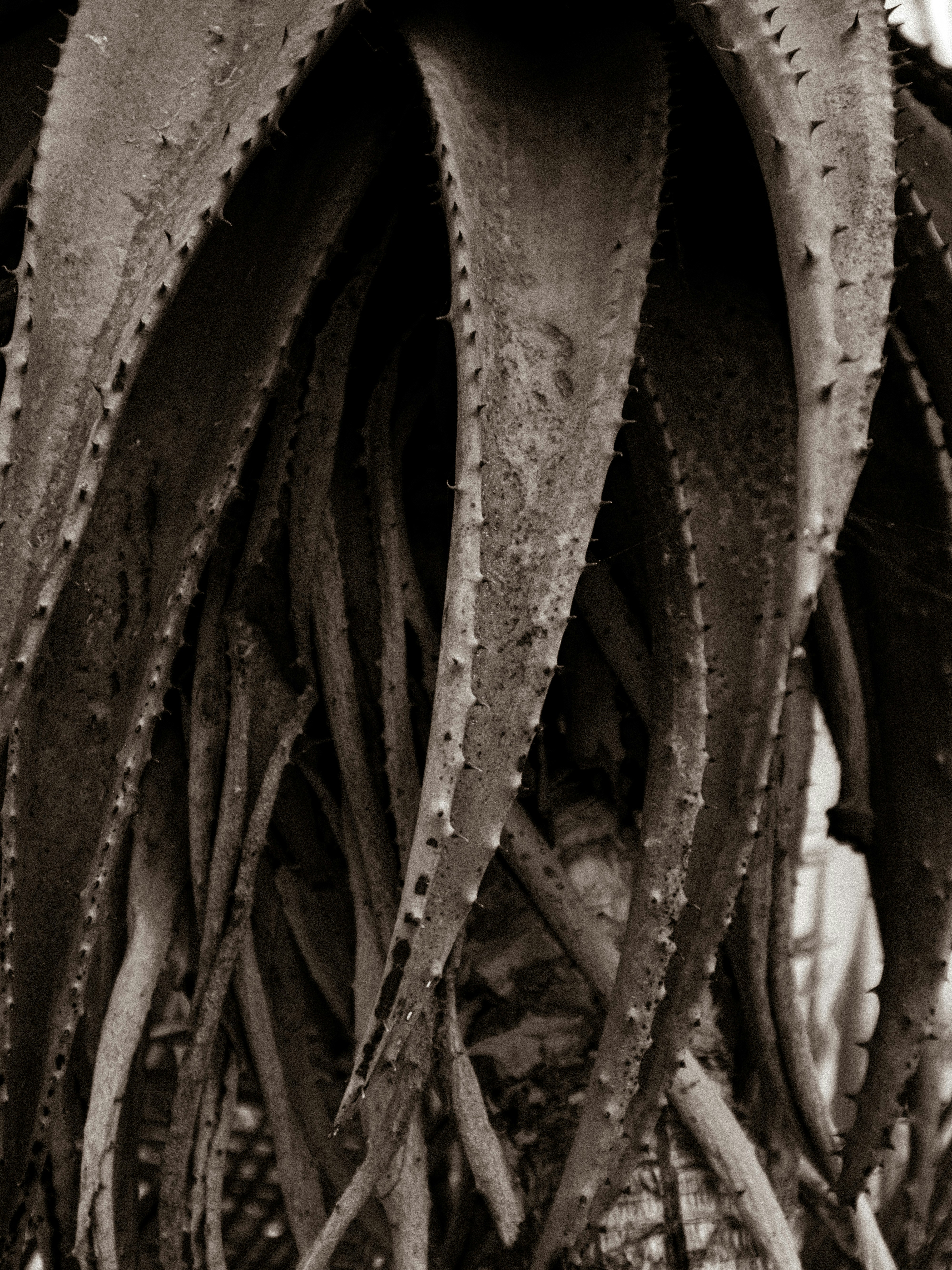 Monochrome Thornscape: A Close-Up Portrait of Aloe Leaves