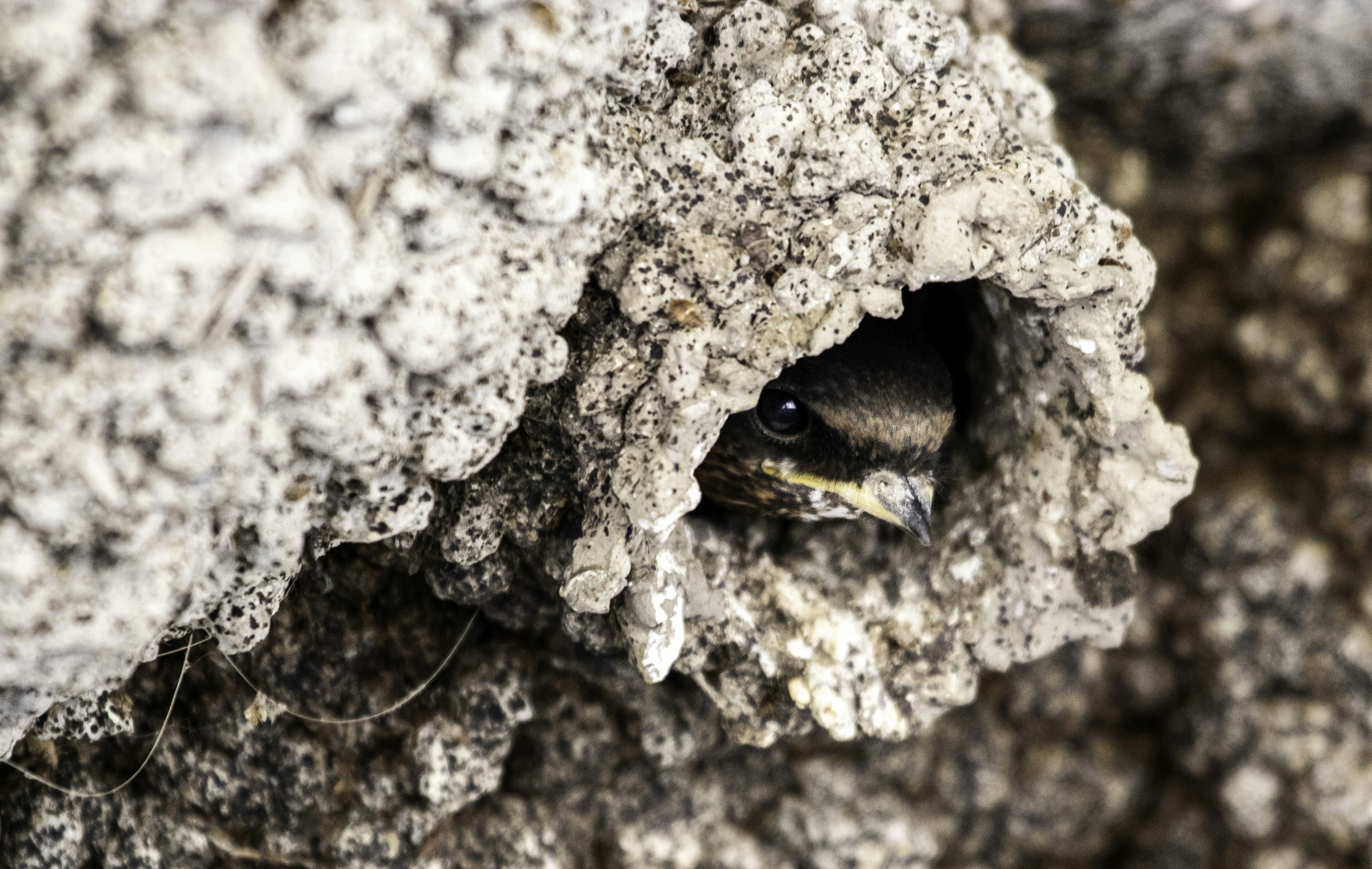 Watchful Eye in a Chalky Crevice