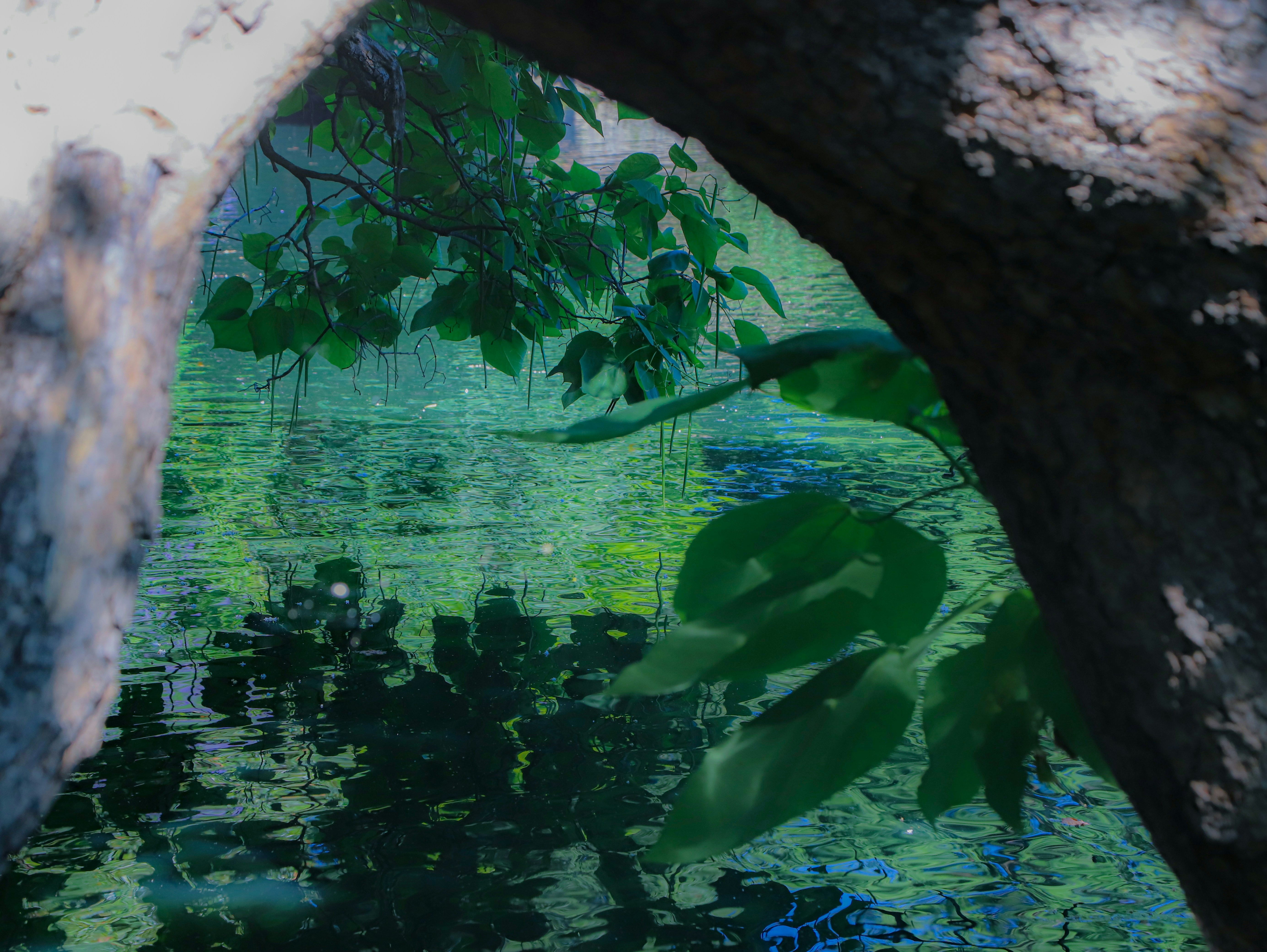 Hidden Pond Arc: Leaves Framing a Quiet Waterway