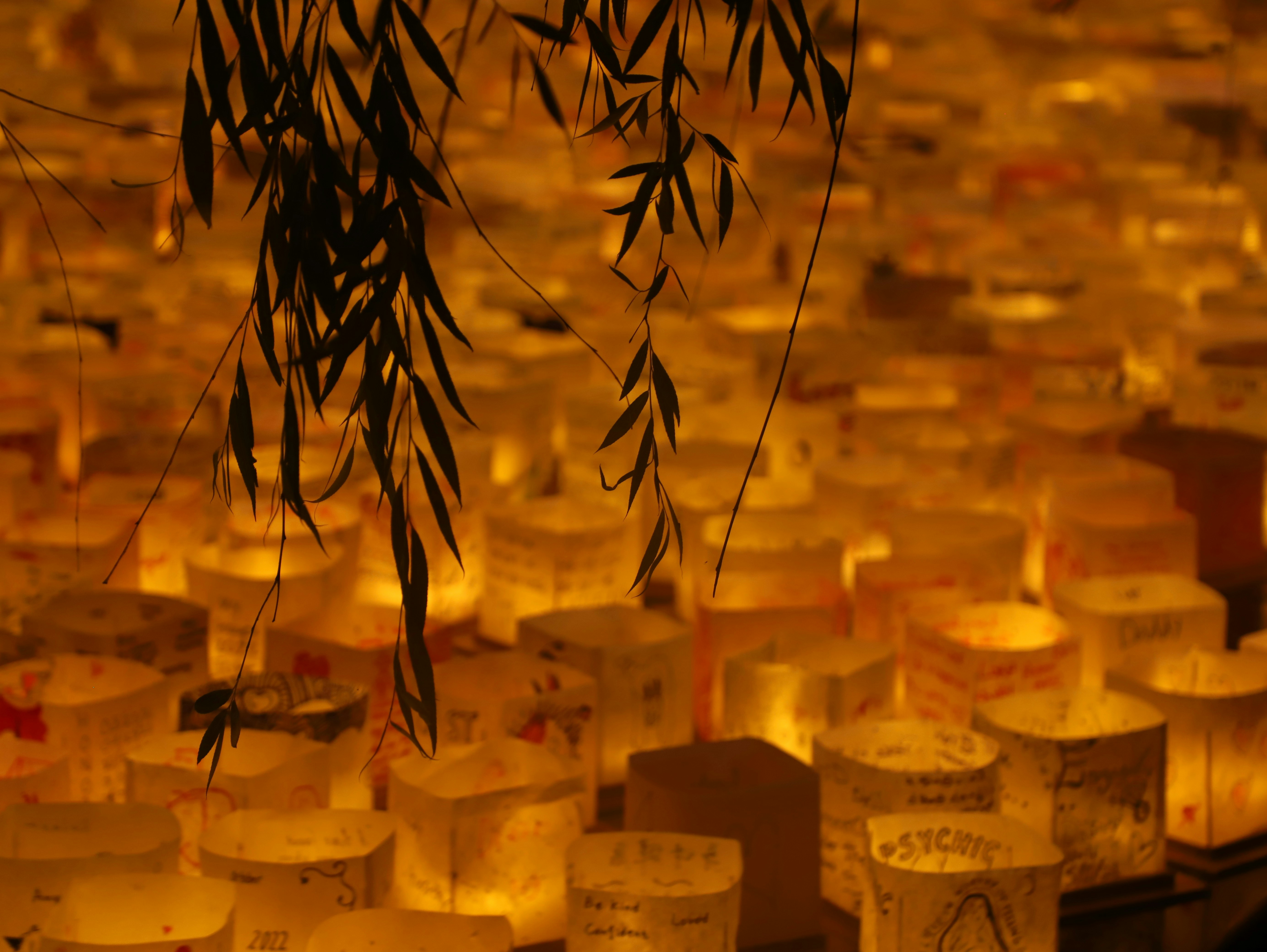 Amber Fronds Above a Sea of Lantern Light