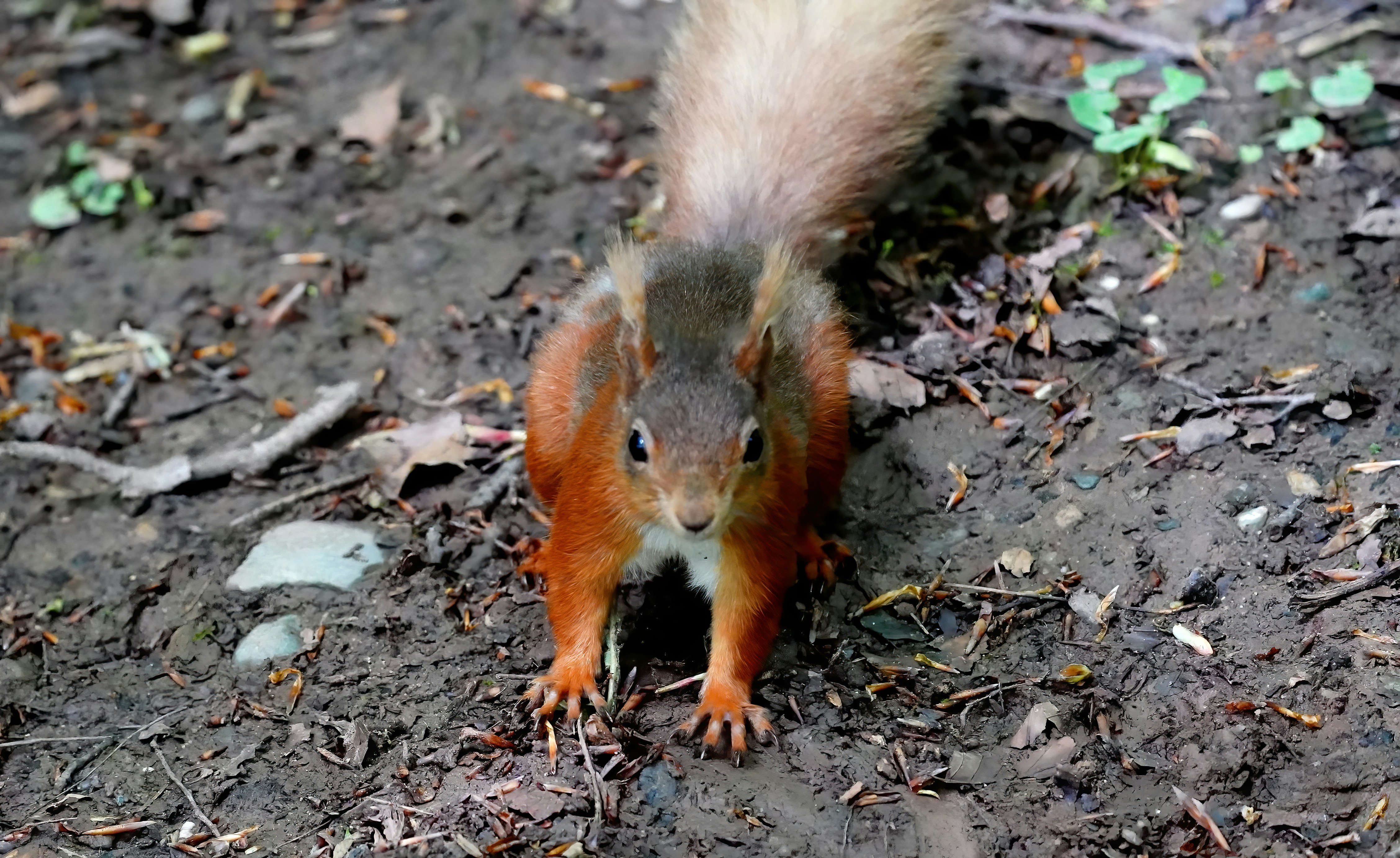 A red squirrel stands alert on the forest floor, surrounded by fallen leaves and twigs, showcasing its vibrant fur and inquisitive expression.