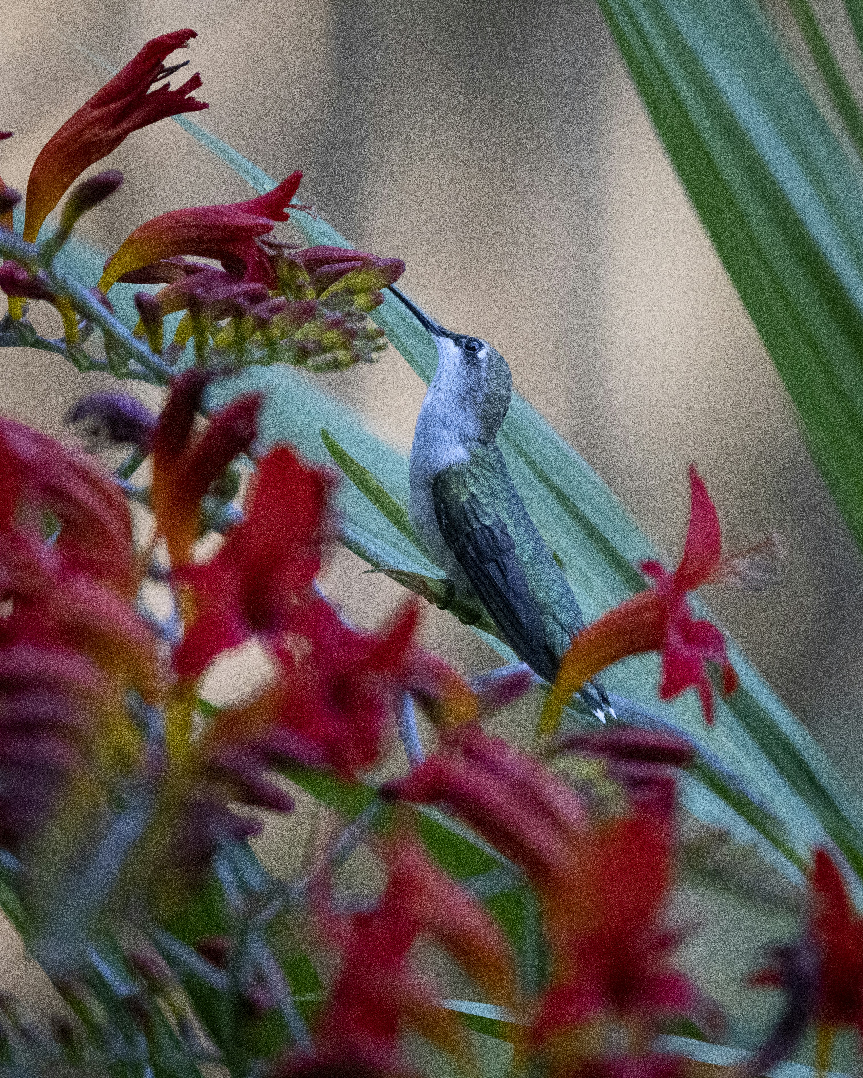 Verdant Hummingbird in a Tangle of Scarlet Blooms