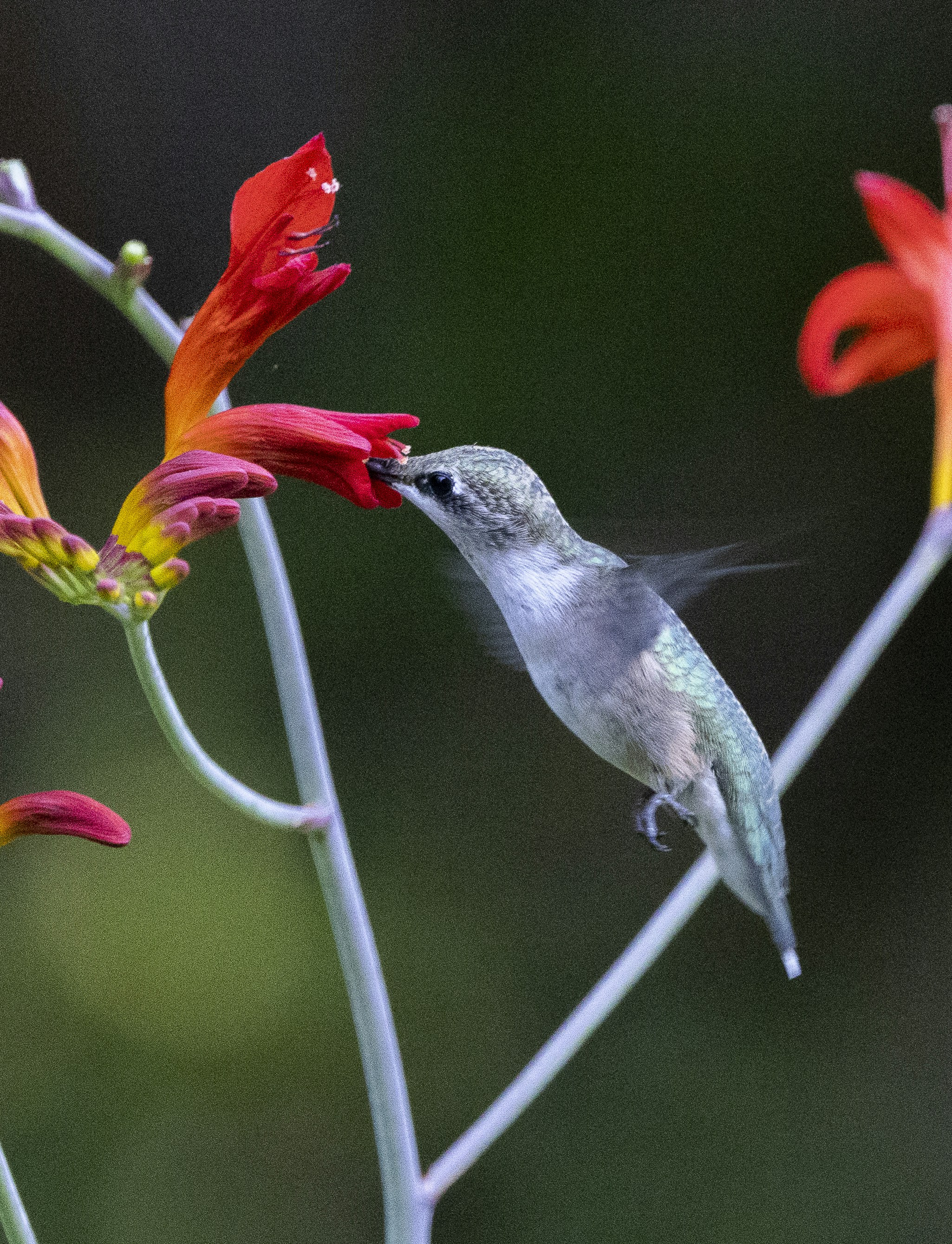 A bird on a flower photo – Free Bethesda Image on Unsplash