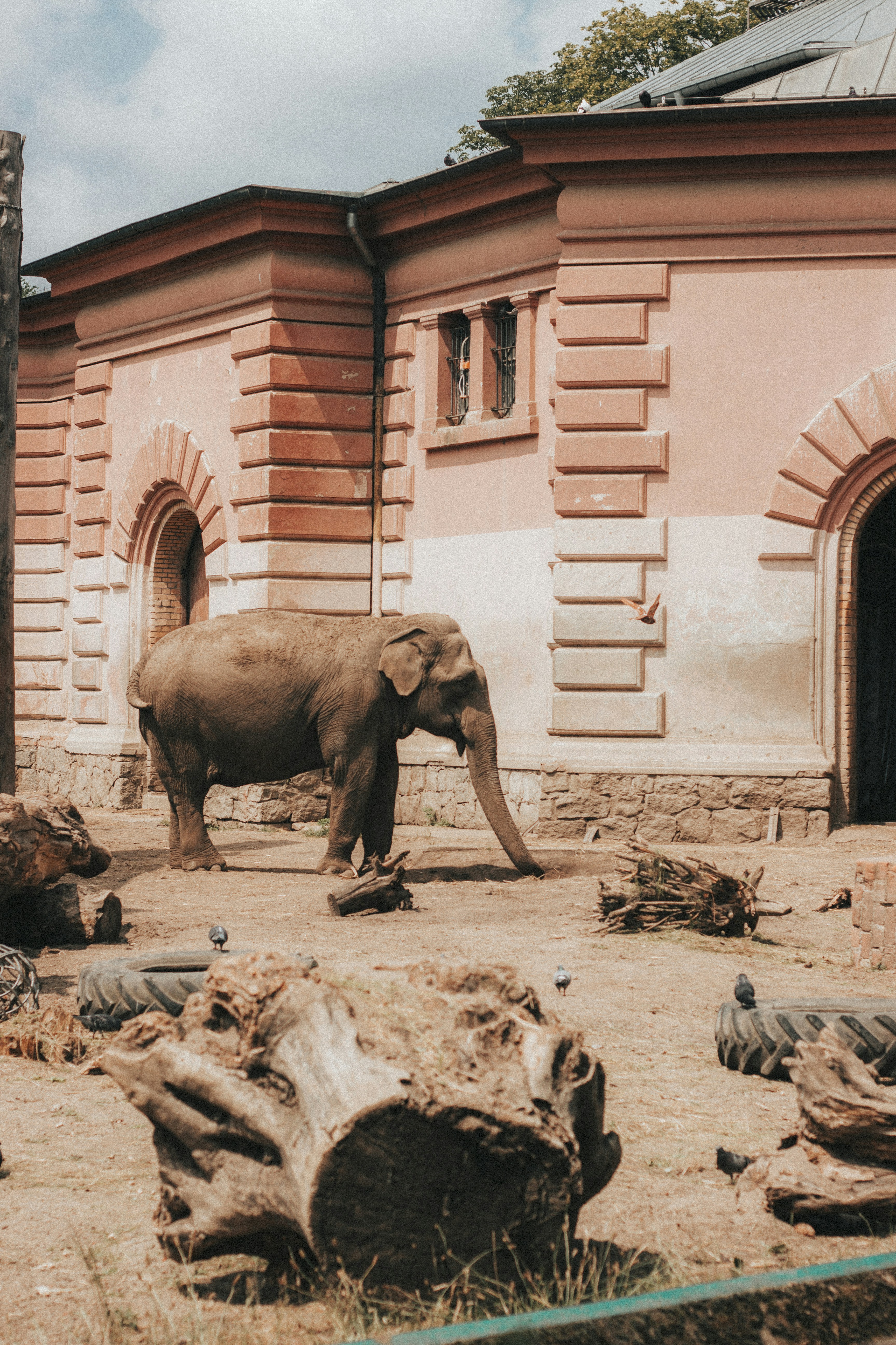 an elephant in an enclosure