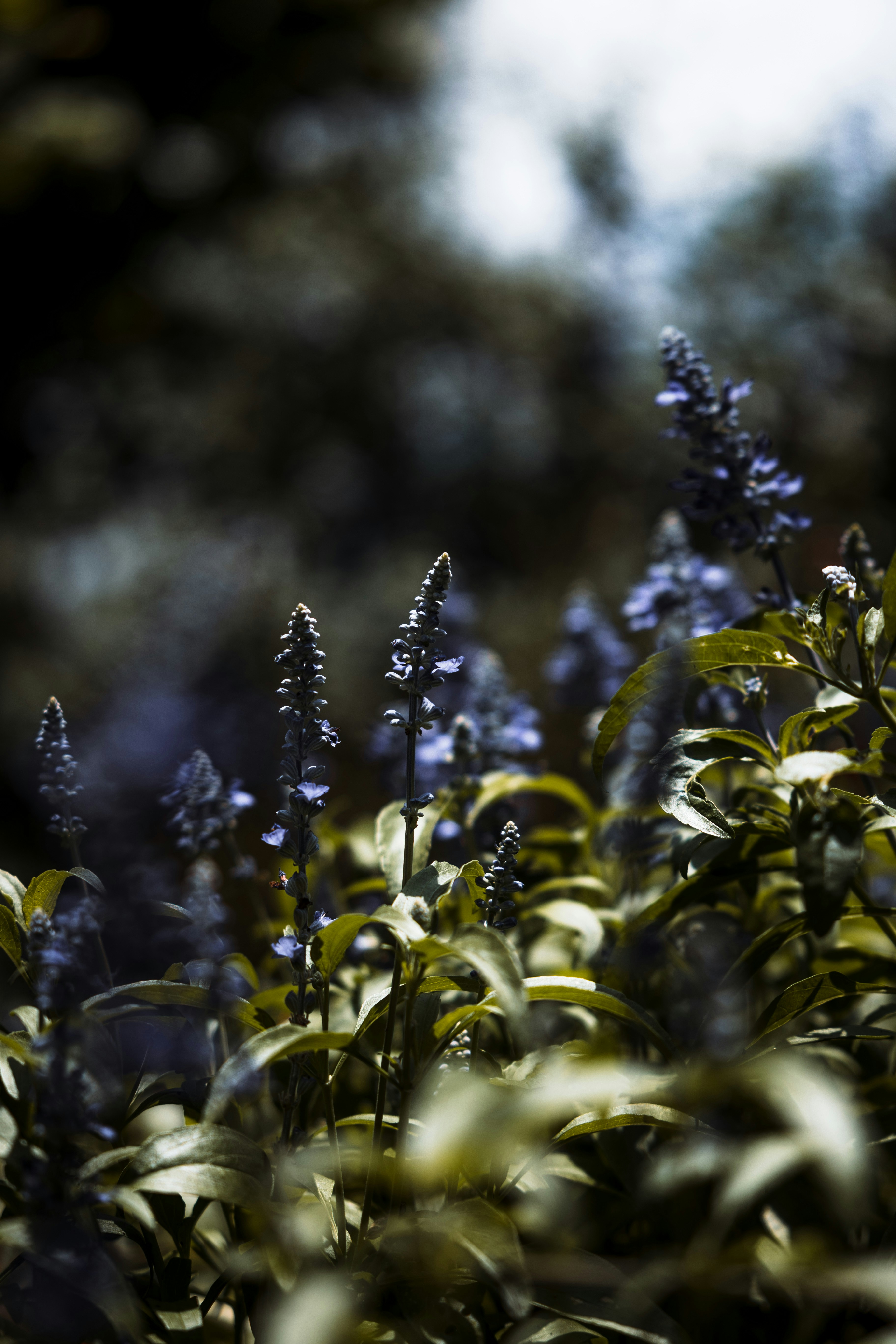 close up of a plant