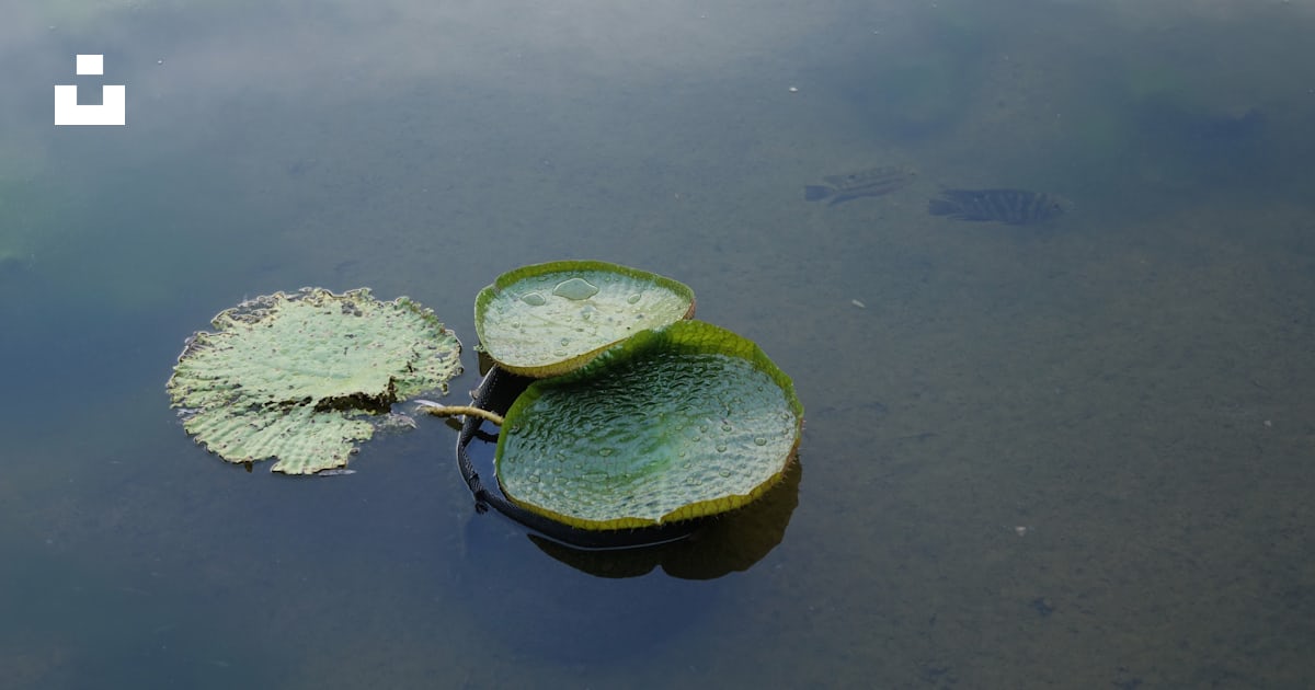 Unsplashで見つける台湾の無料写真