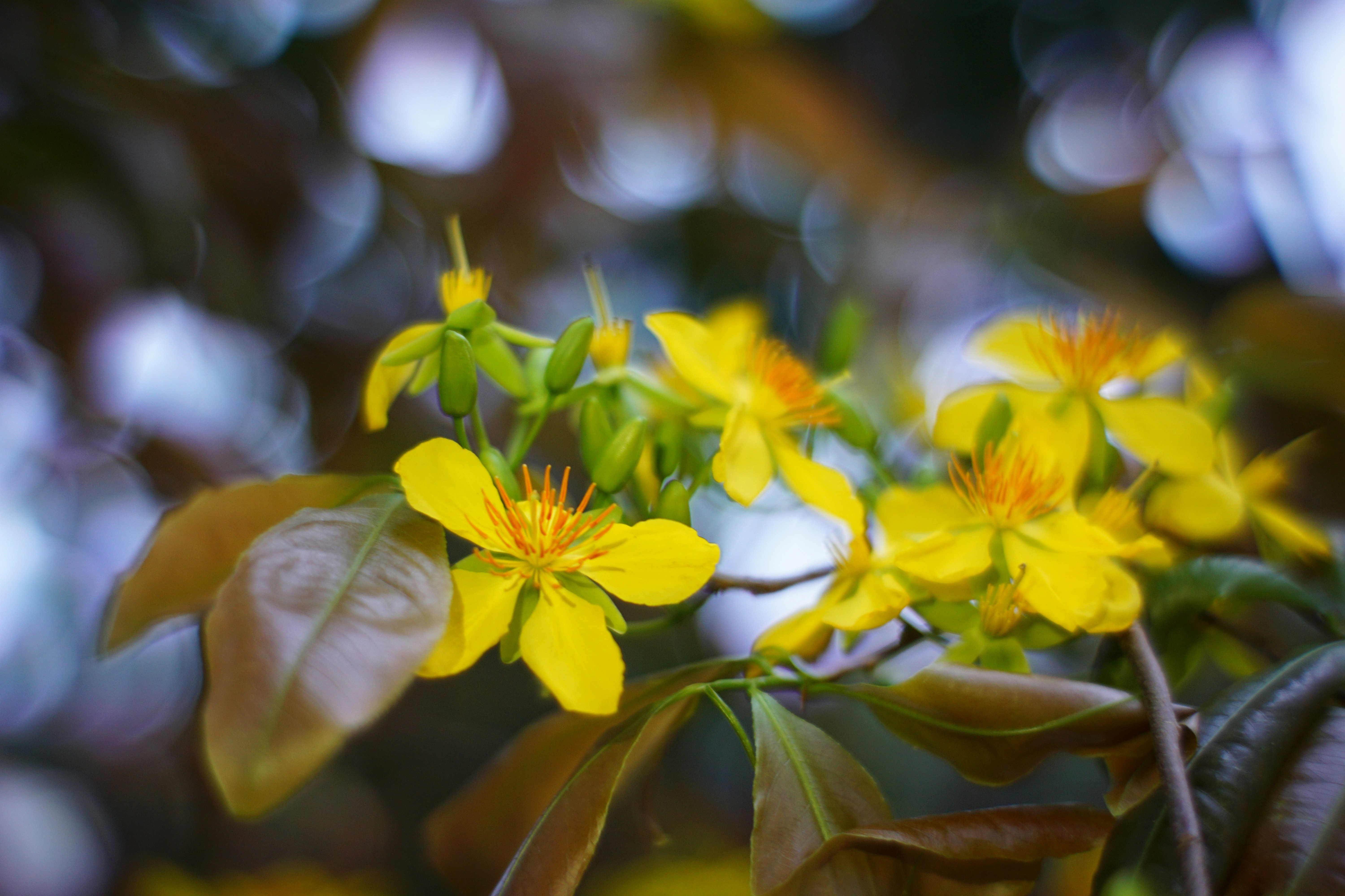 Sunlit Yellow Bloom Cluster in Velvet Bokeh