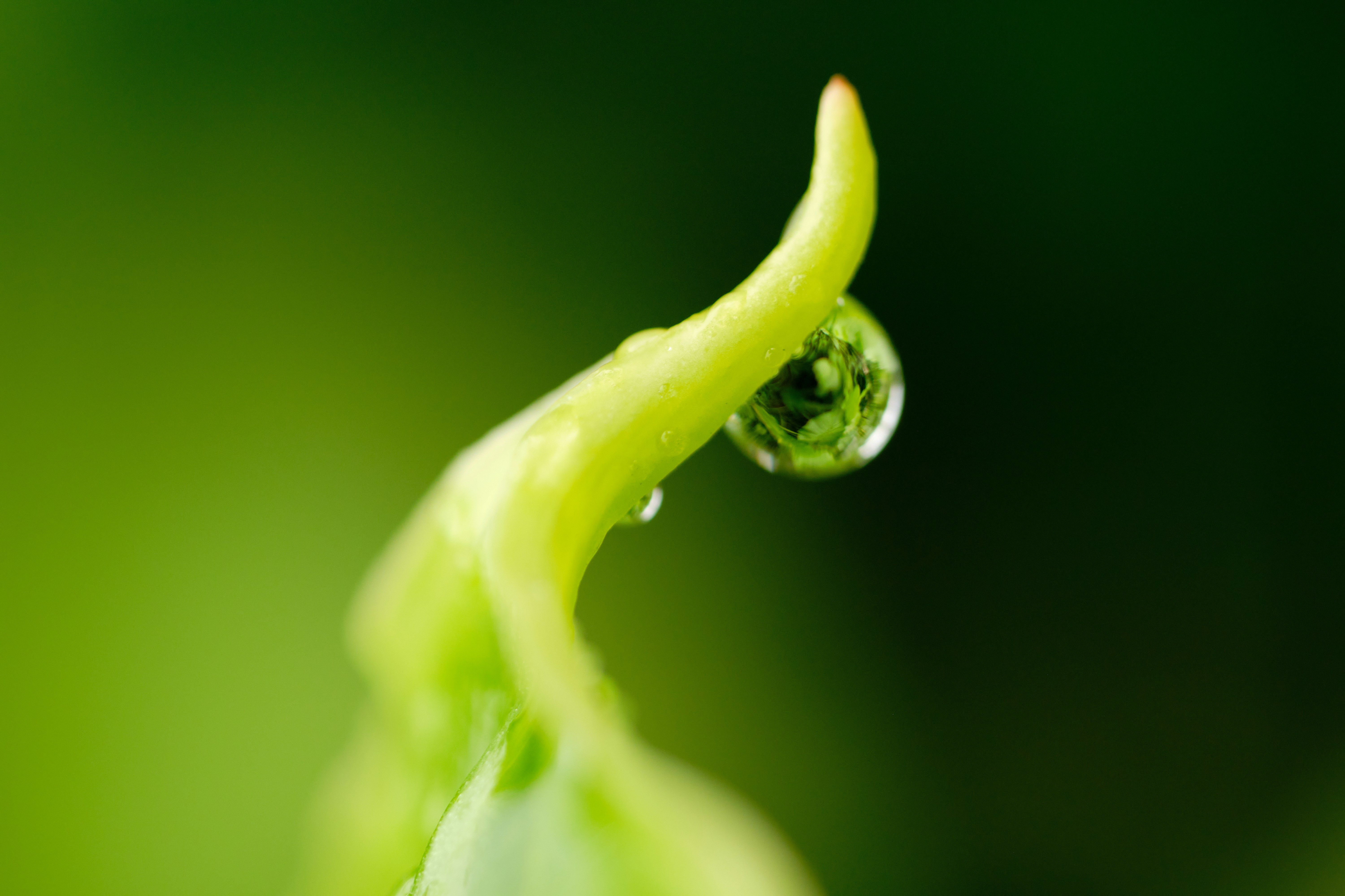 Gros plan d’une plante verte photo – Image gratuite de Vert sur Unsplash