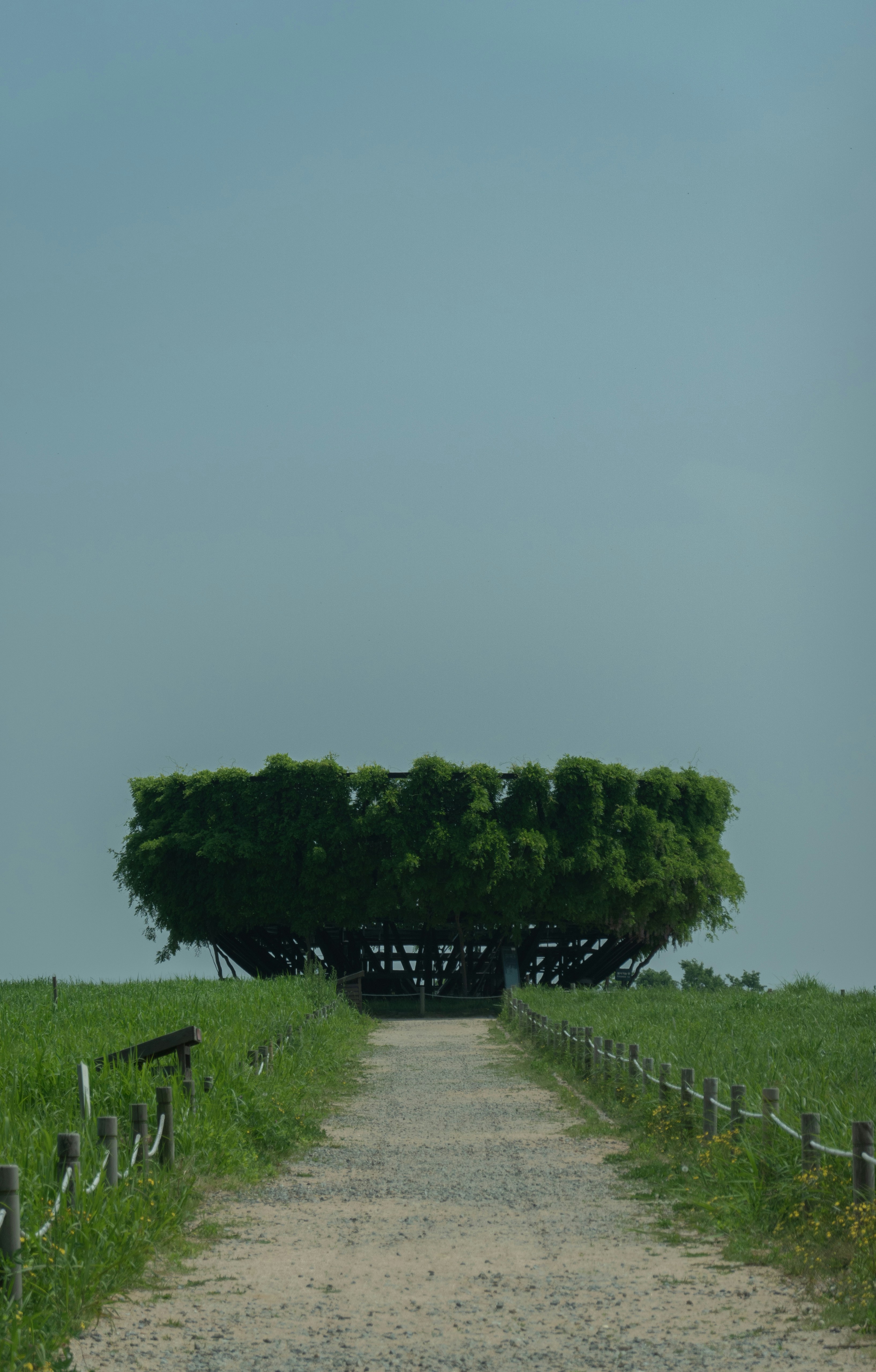 a dirt road with trees on either side of it