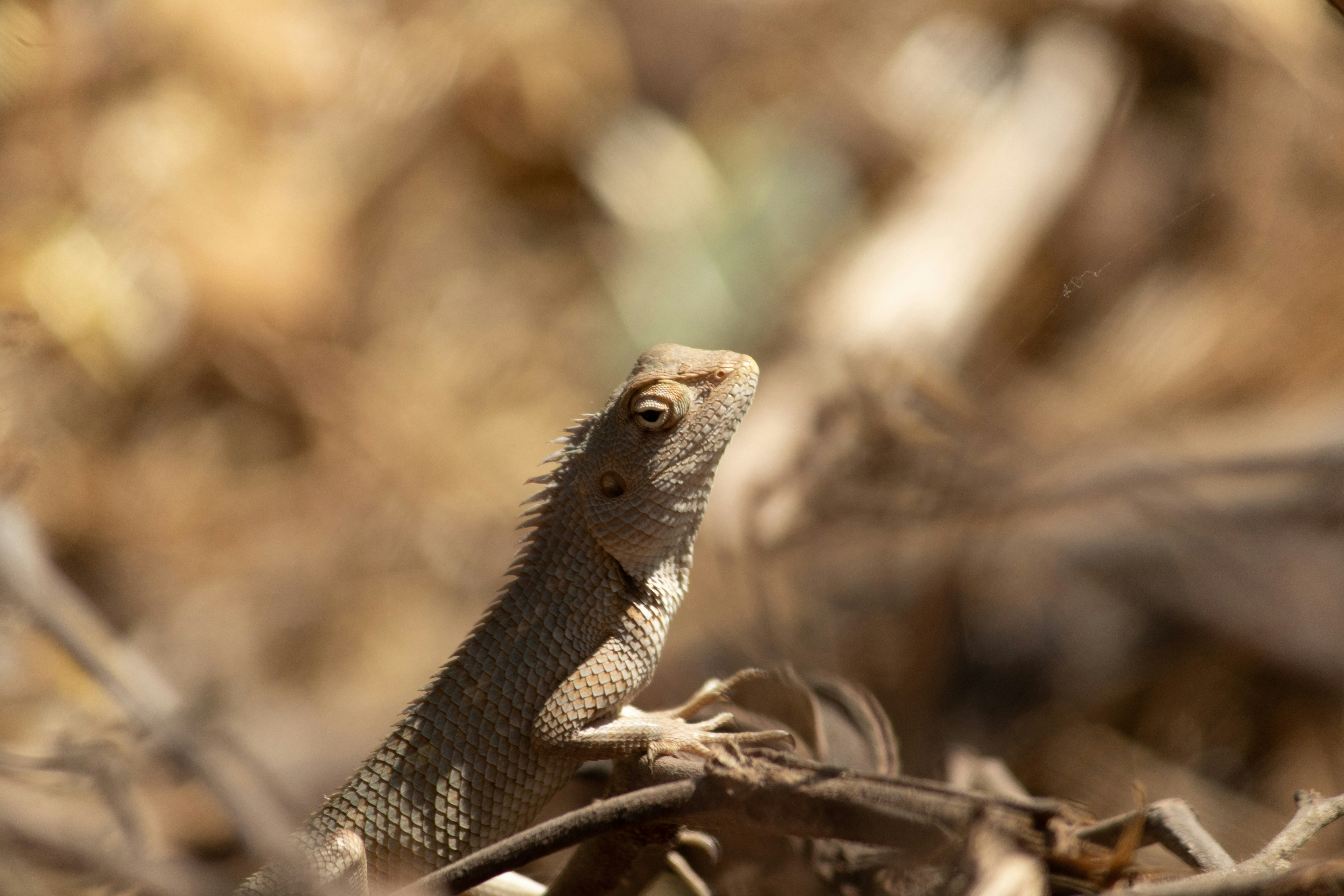 A lizard perched among twigs and dried foliage, basking in the sun, showcasing its detailed texture and alert posture.