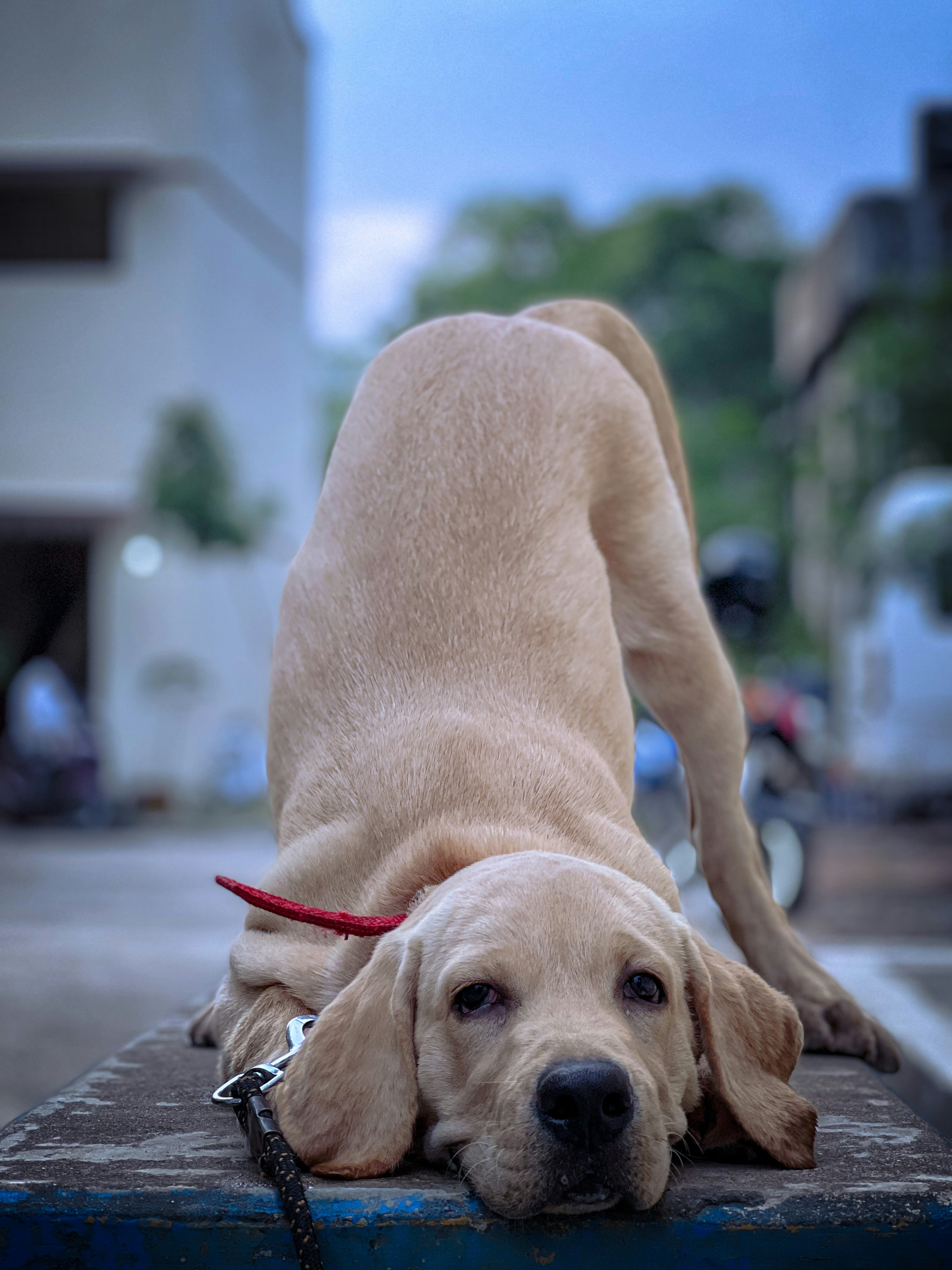 Ground-Level Tranquility: a light-coated dog rests on a weathered curb