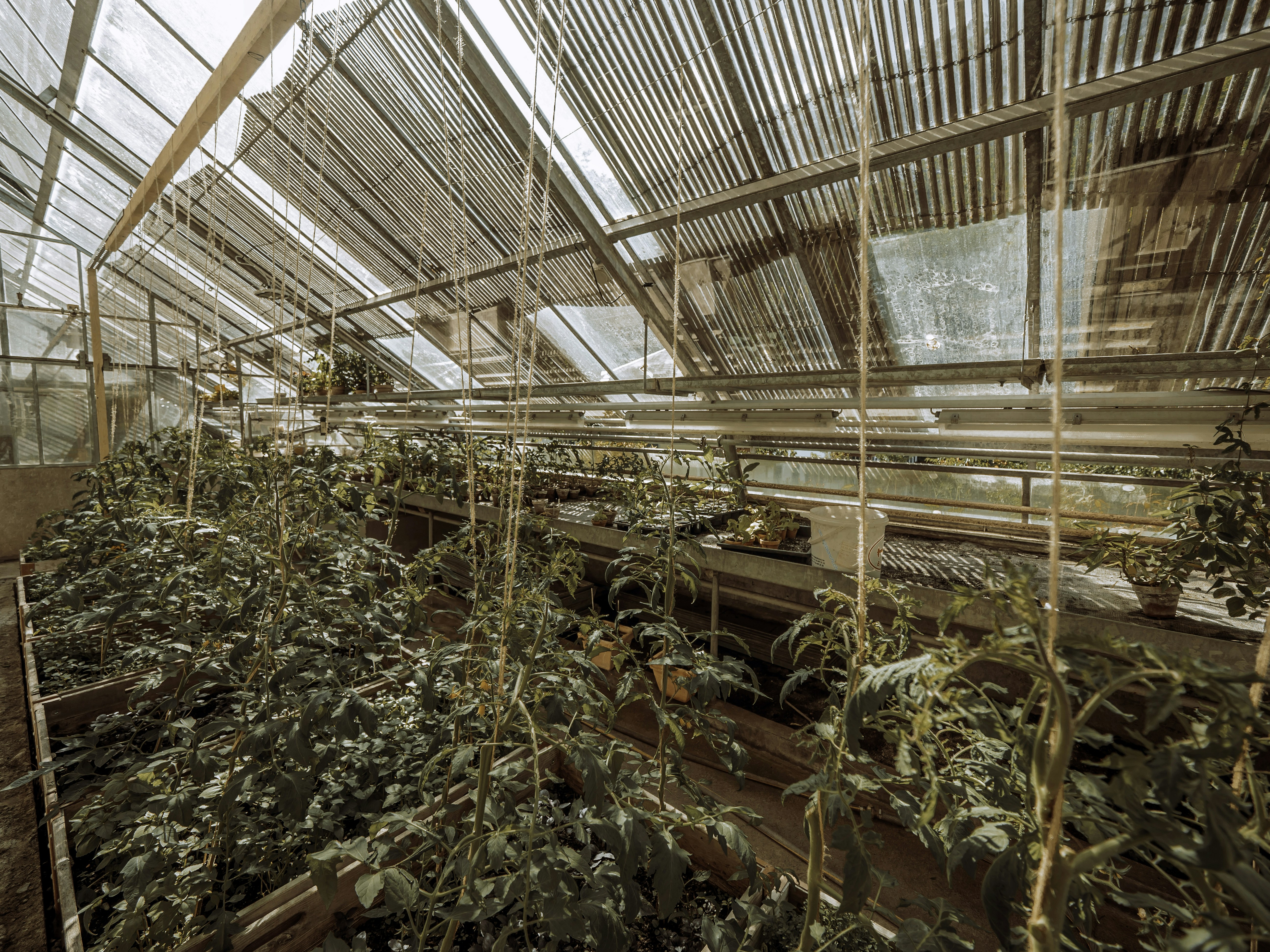 Lush tomato plants thrive in a well-lit greenhouse, showcasing rows of greenery under a slatted roof. Sunlight filters through, illuminating the vibrant foliage.