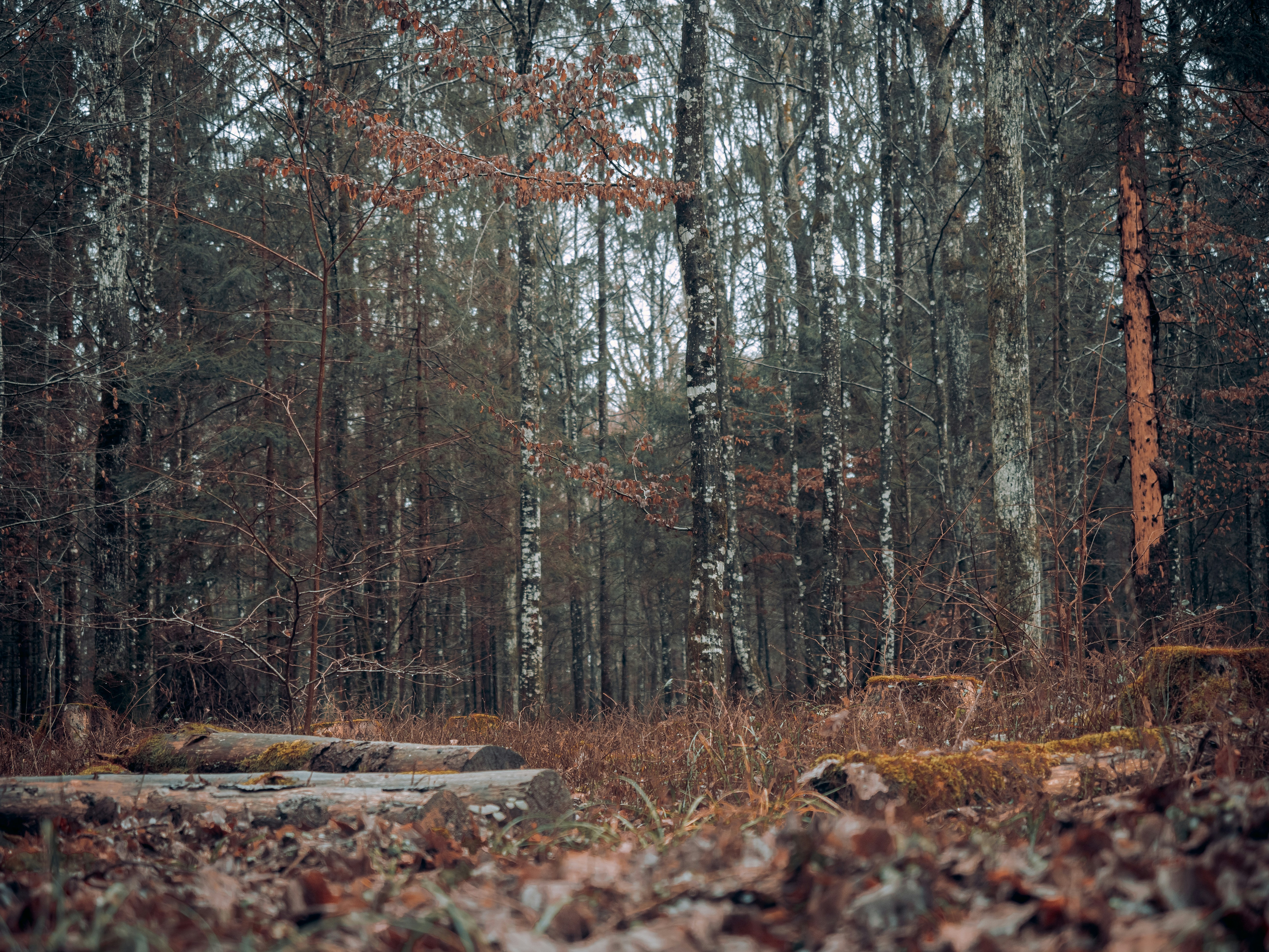Moss-covered logs nestled among a carpet of fallen leaves in a tranquil forest setting, showcasing the rich textures of nature.