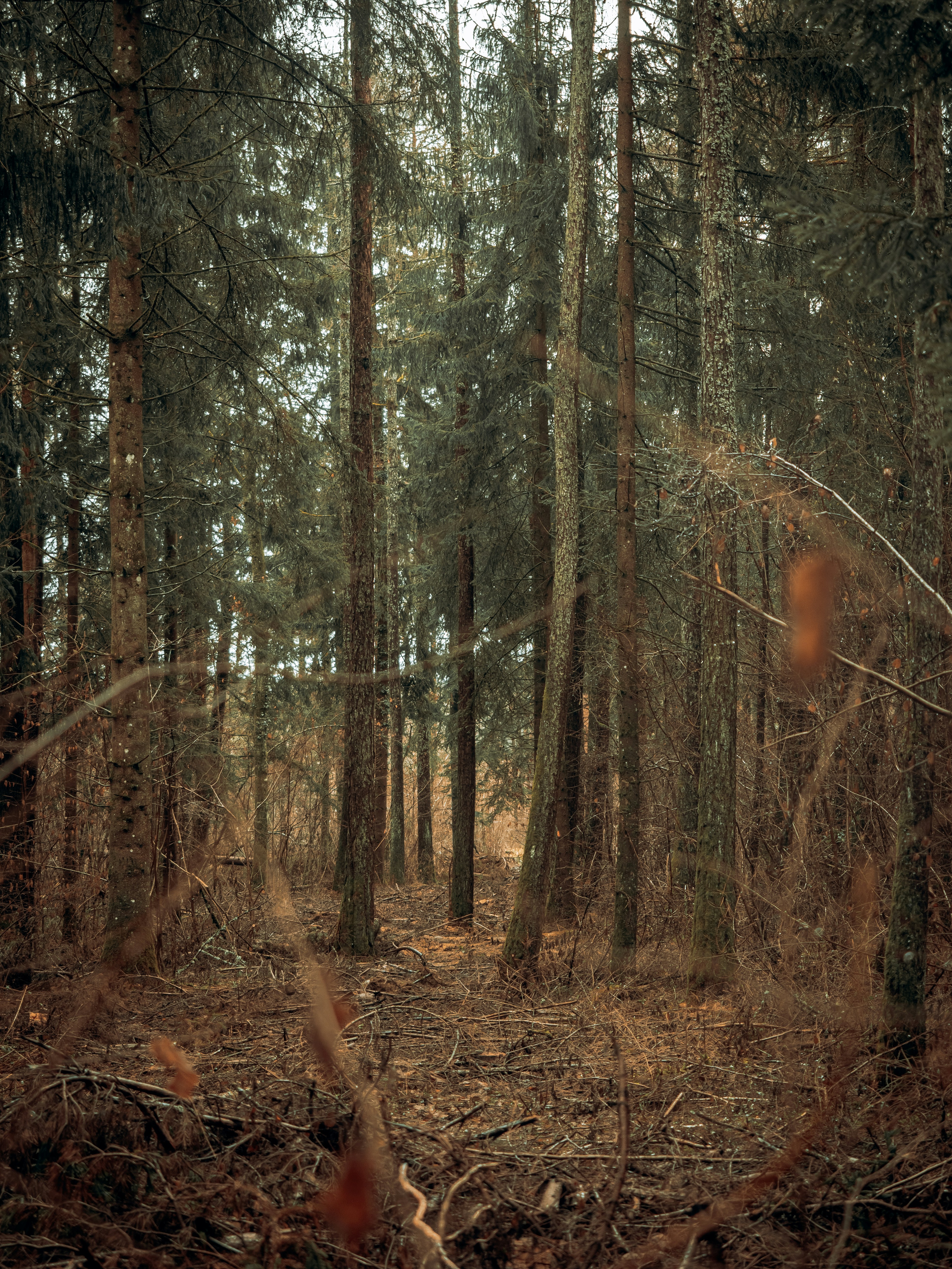 A serene forest scene featuring tall trees and a winding path, inviting exploration through nature's embrace.