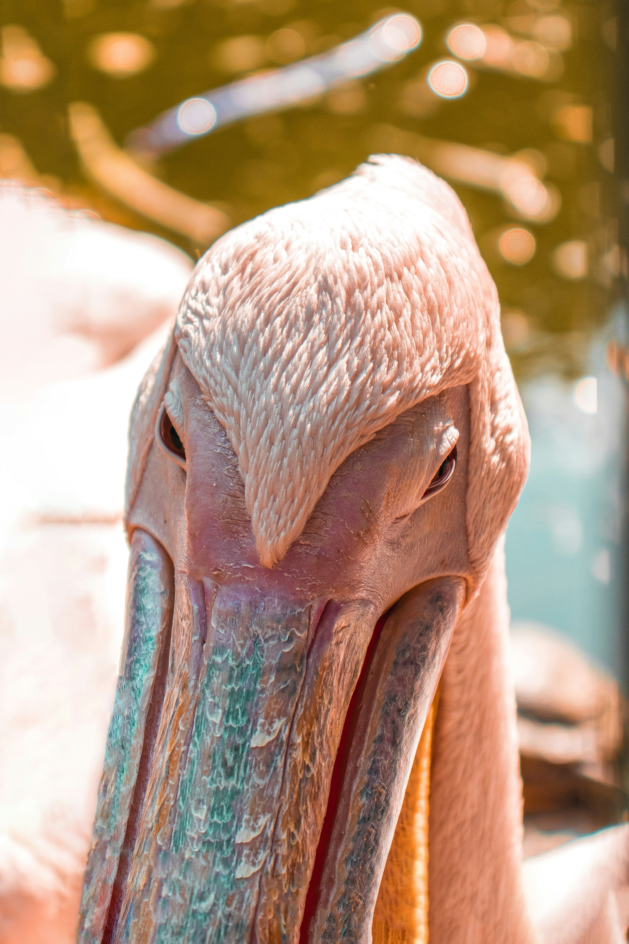Texture and Tufts: A Pelican Beak Lit by Warm Water Light