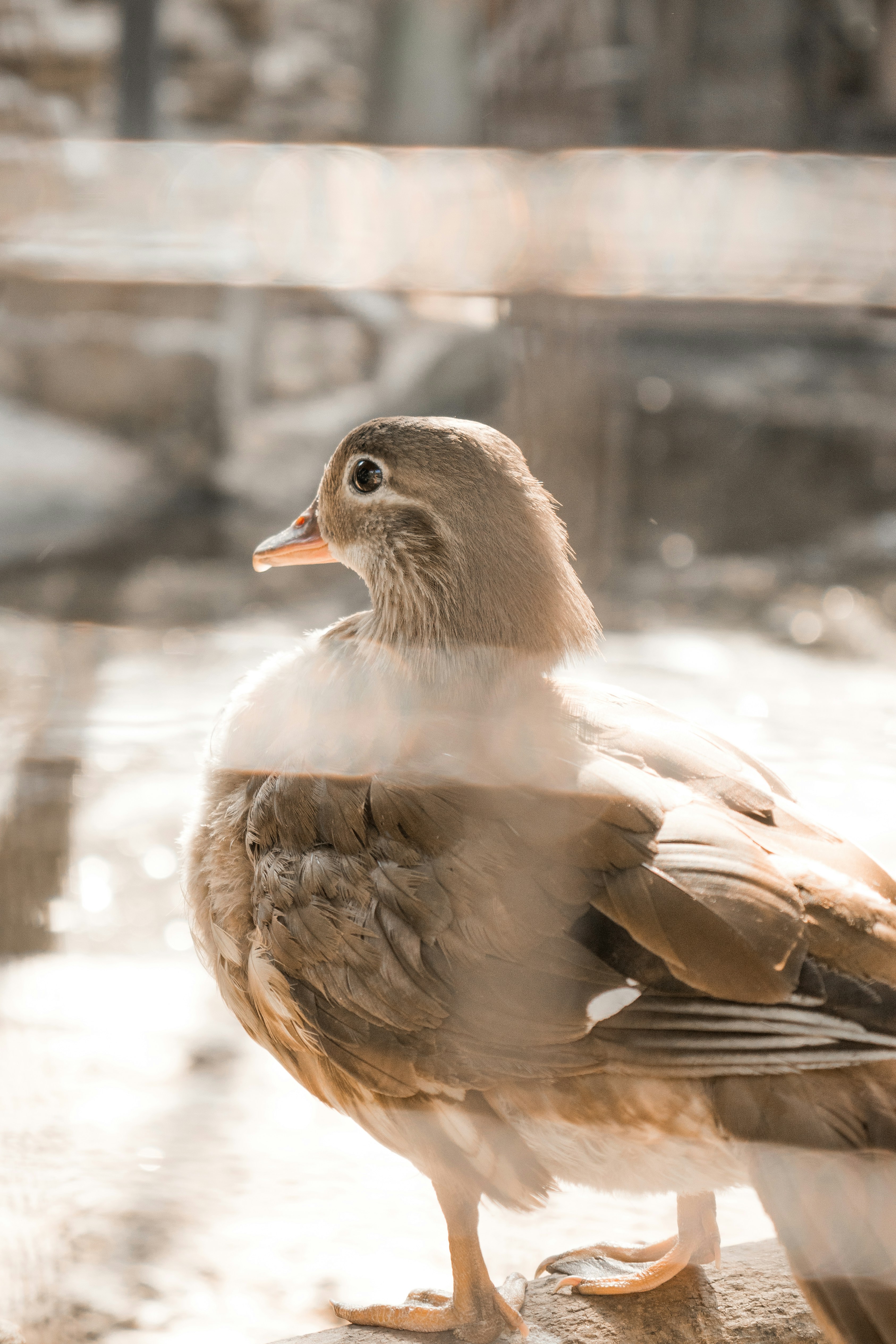 Through Glass and Warm Light: A Duck Pausing on a Sunlit Bank