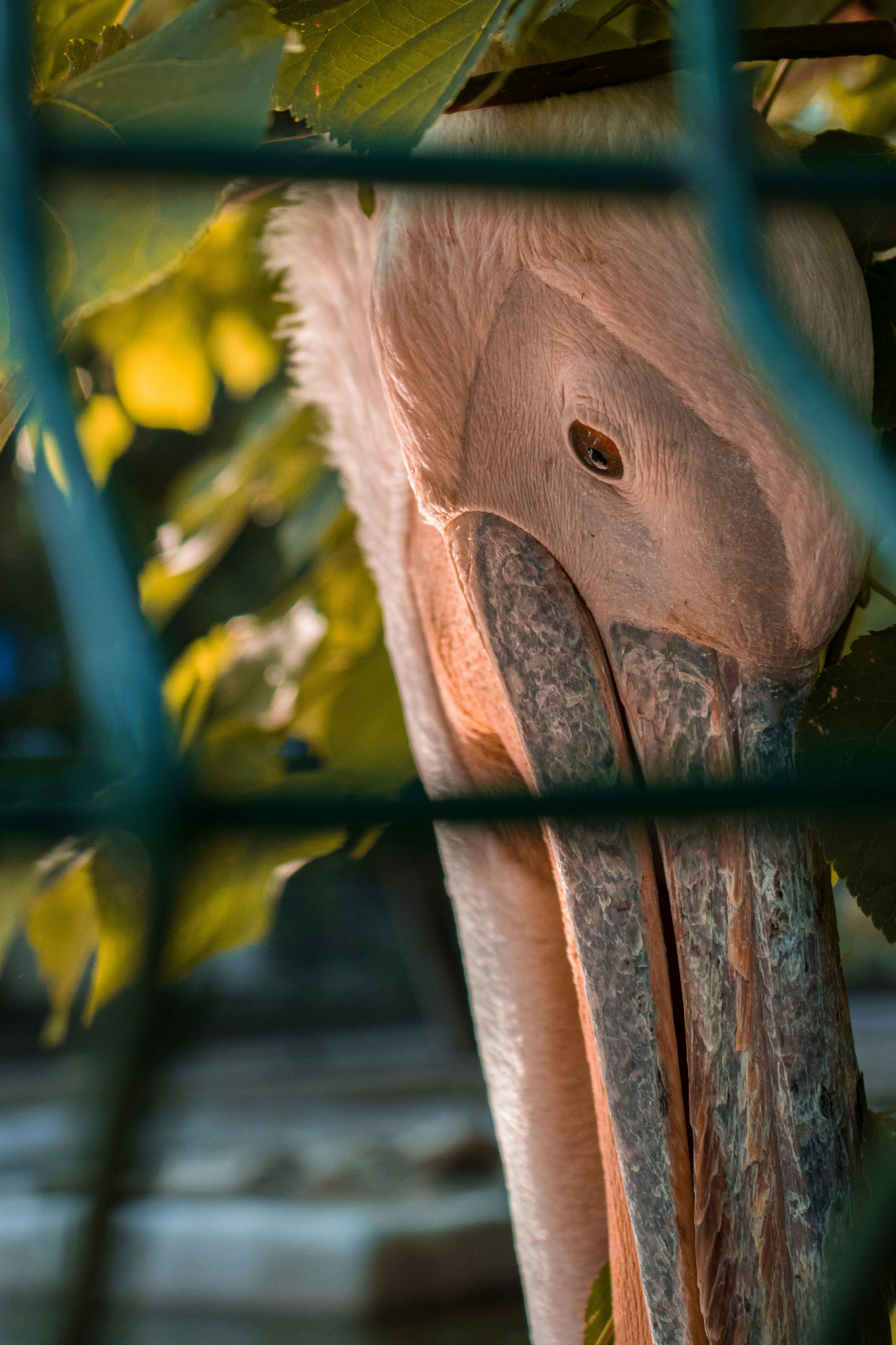 Flamingo Through the Grate: Pink Head Framed by a Green Lattice
