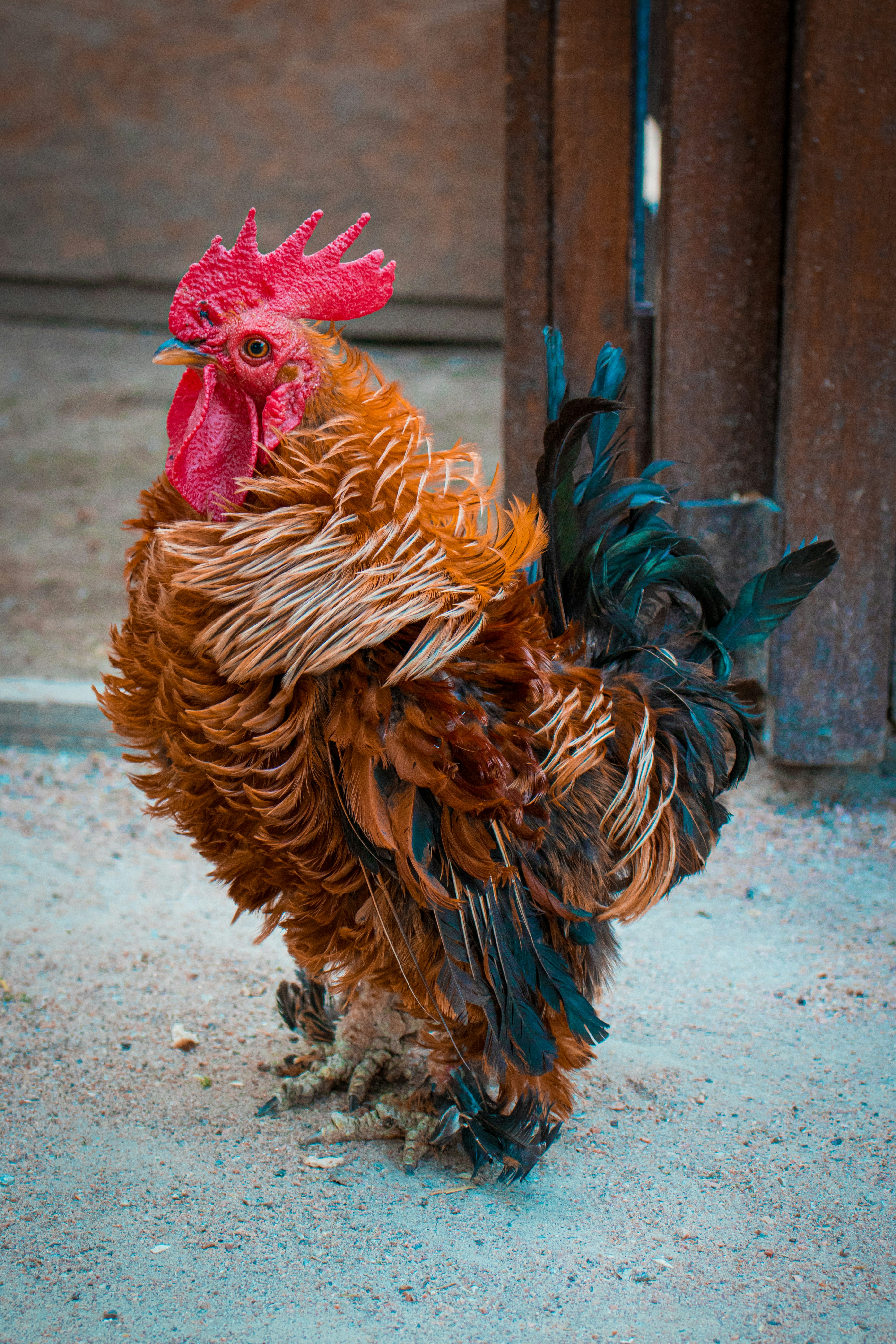 Colorful Rooster in a Dusty Yard with Wooden Stall