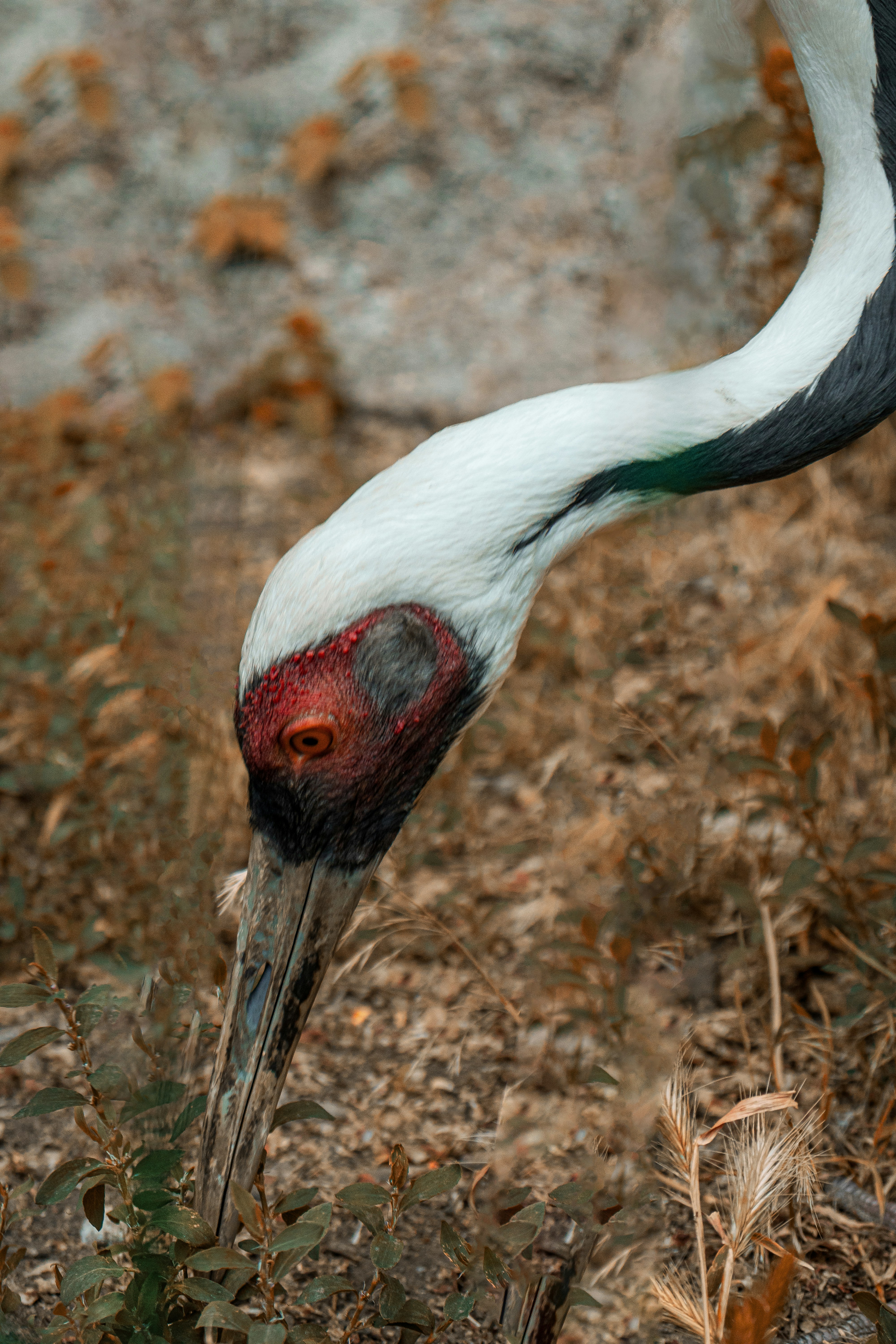 Curved Neck, Ground Forage: Red-Crowned Crane Among Dry Leaves