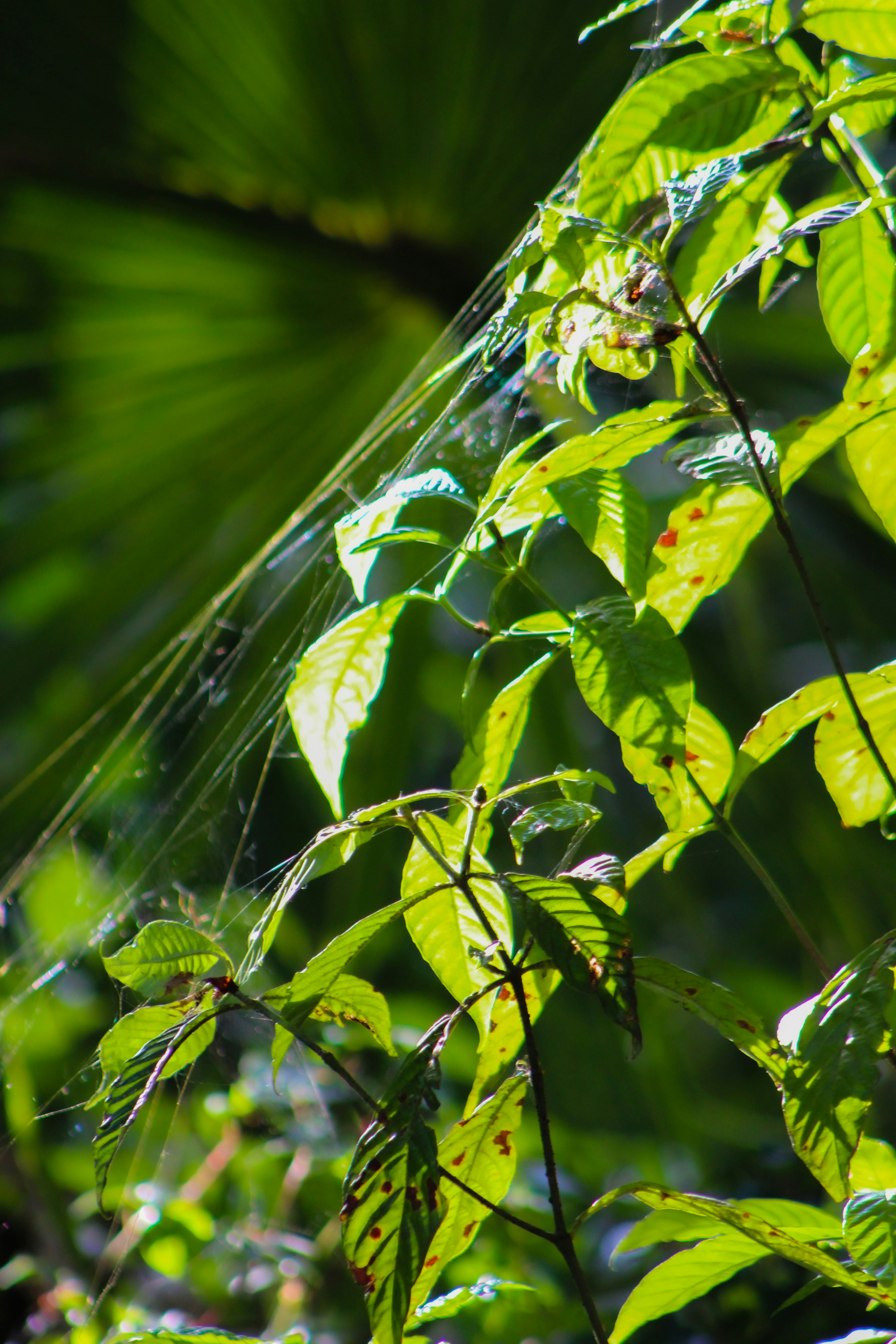 Silken Web in Green Light: Leaf Veins Through Delicate Threads