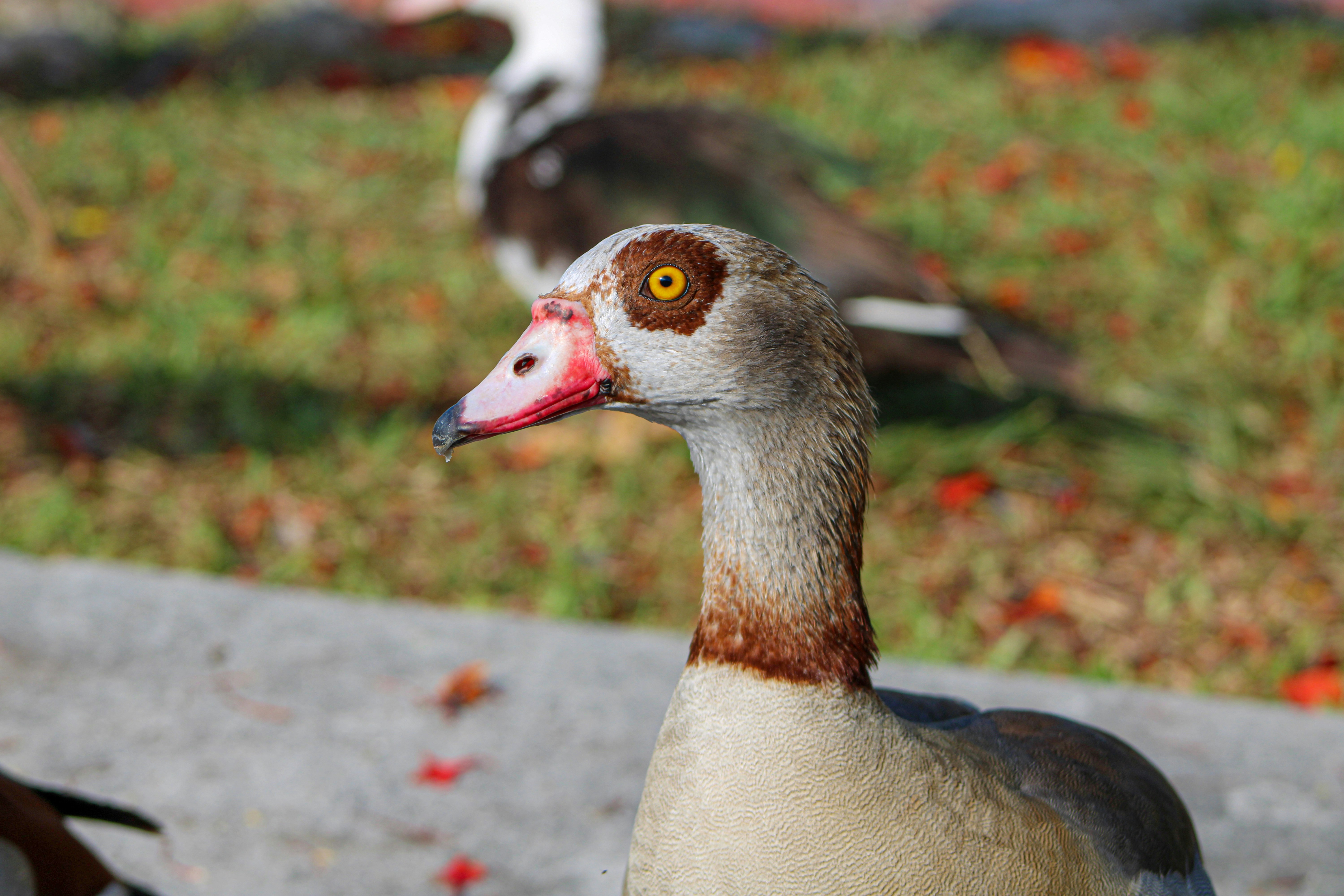 Foto zum Thema Eine Ente mit einem Entenschnabel – Kostenloses Bild zu ...