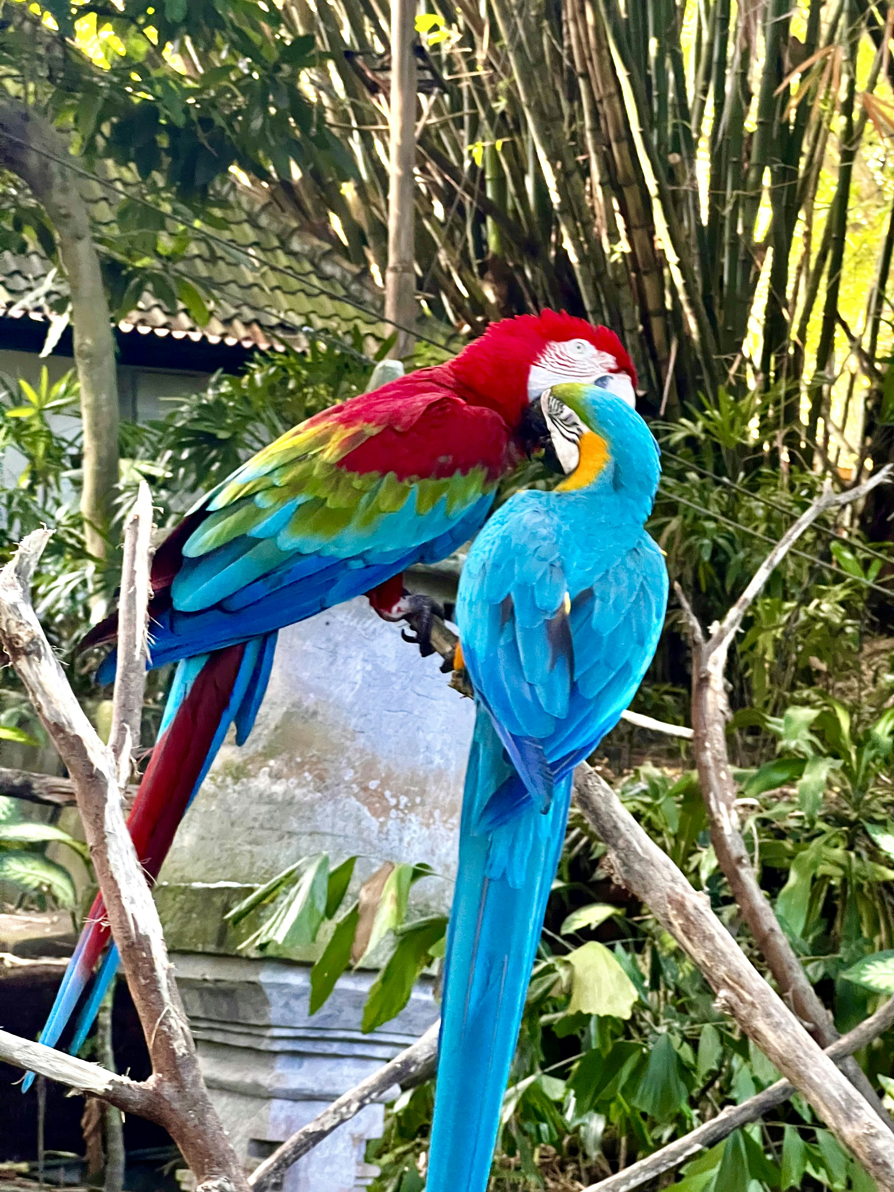 bird
