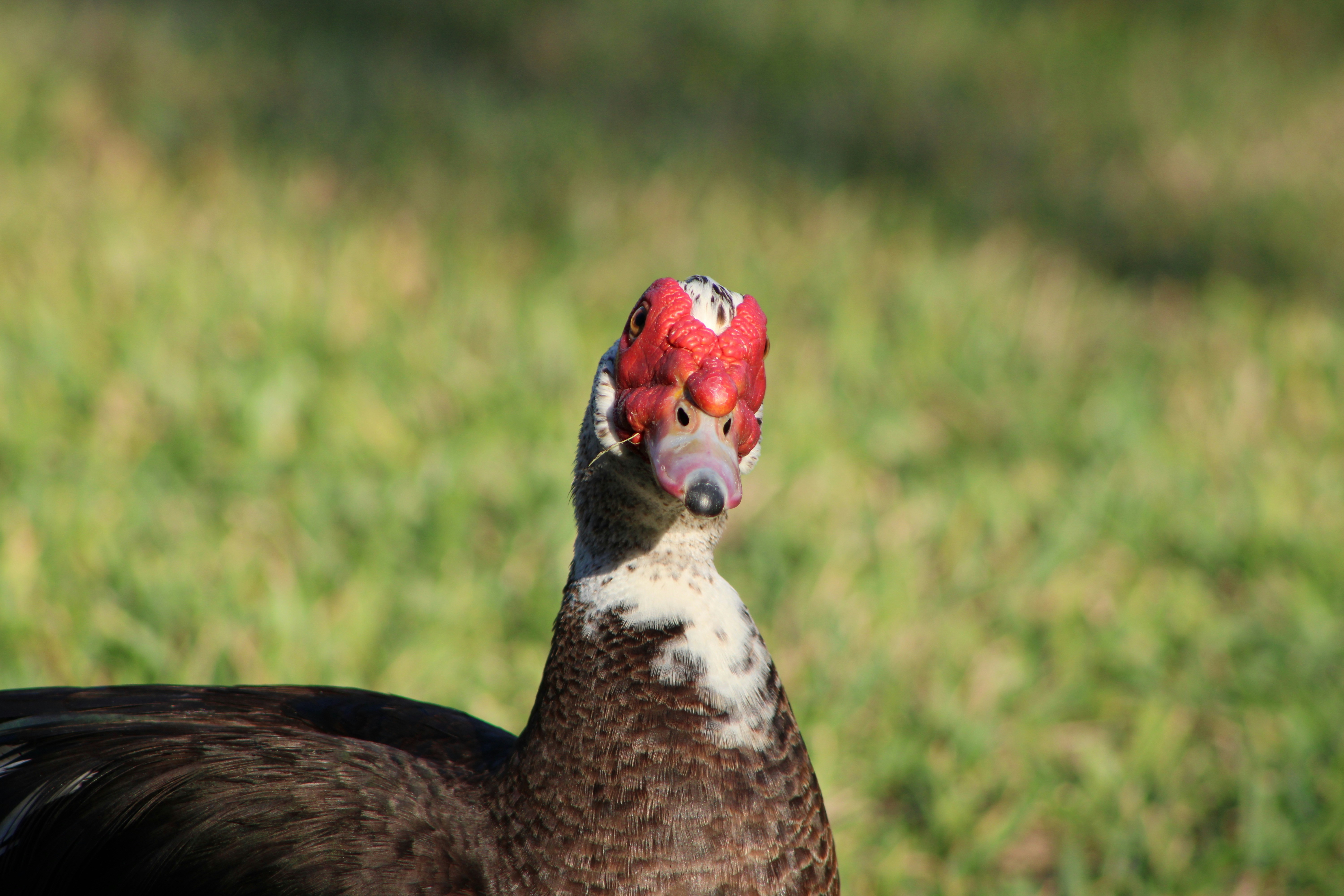 Close-Up of a Black-Bellied Duck with Red Facial Skin Gaze