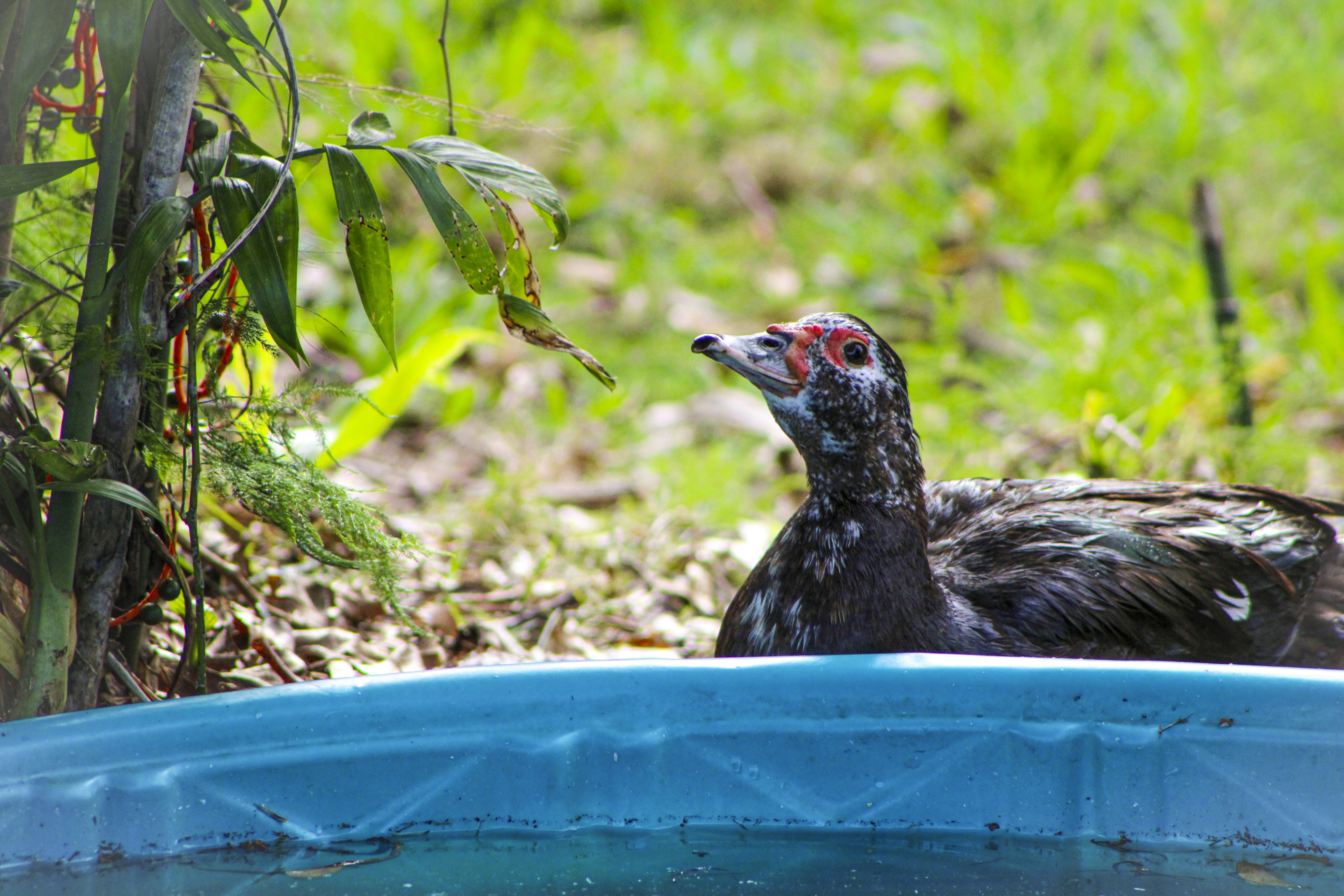 Duck at the Edge: Sunlit Greens and Blue Rim